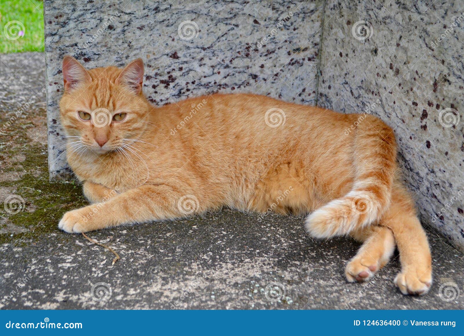 Yellow cat stock photo. Image of yellow, flufy, cute - 124636400