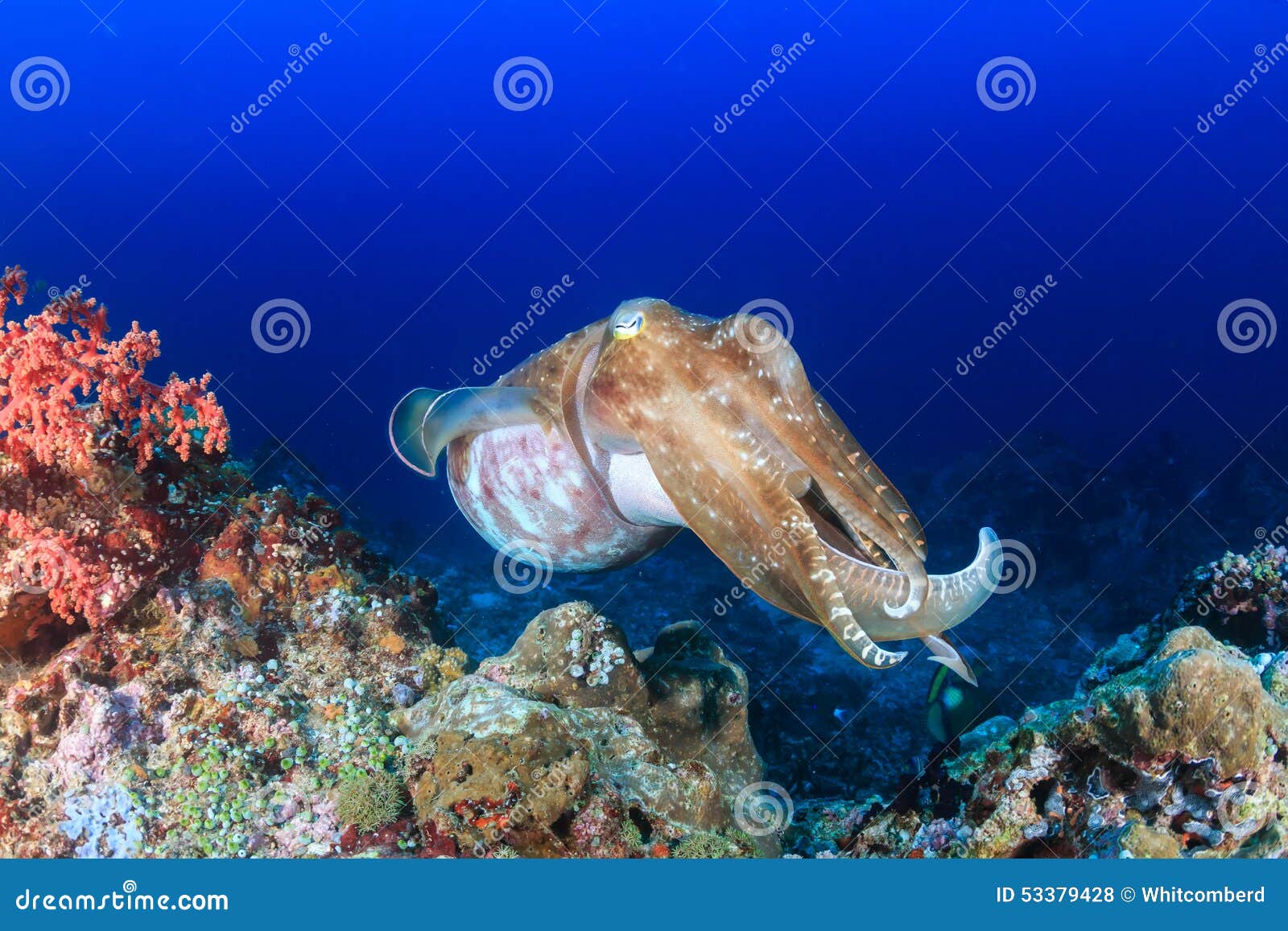 Big Cuttlefish. stock photo. Image of fish, hooded, exotic - 53379428