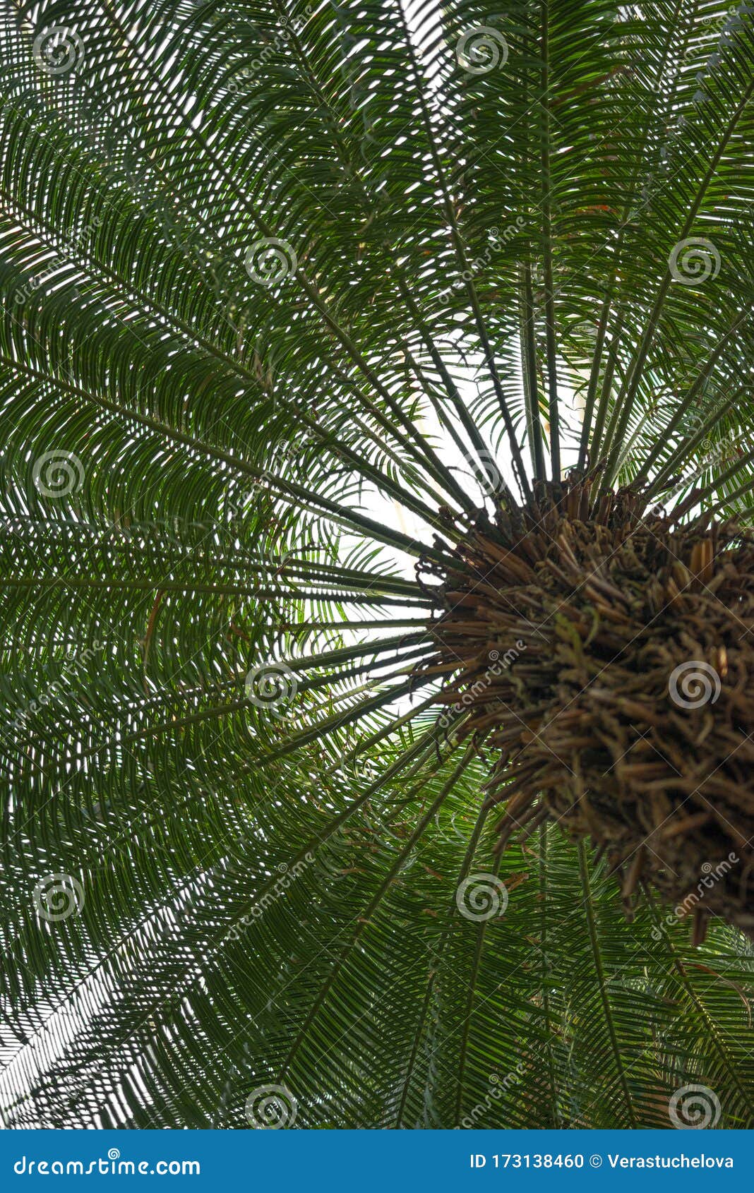 Big Cycas Tree Close Up in the Detail Stock Photo - Image of bright ...