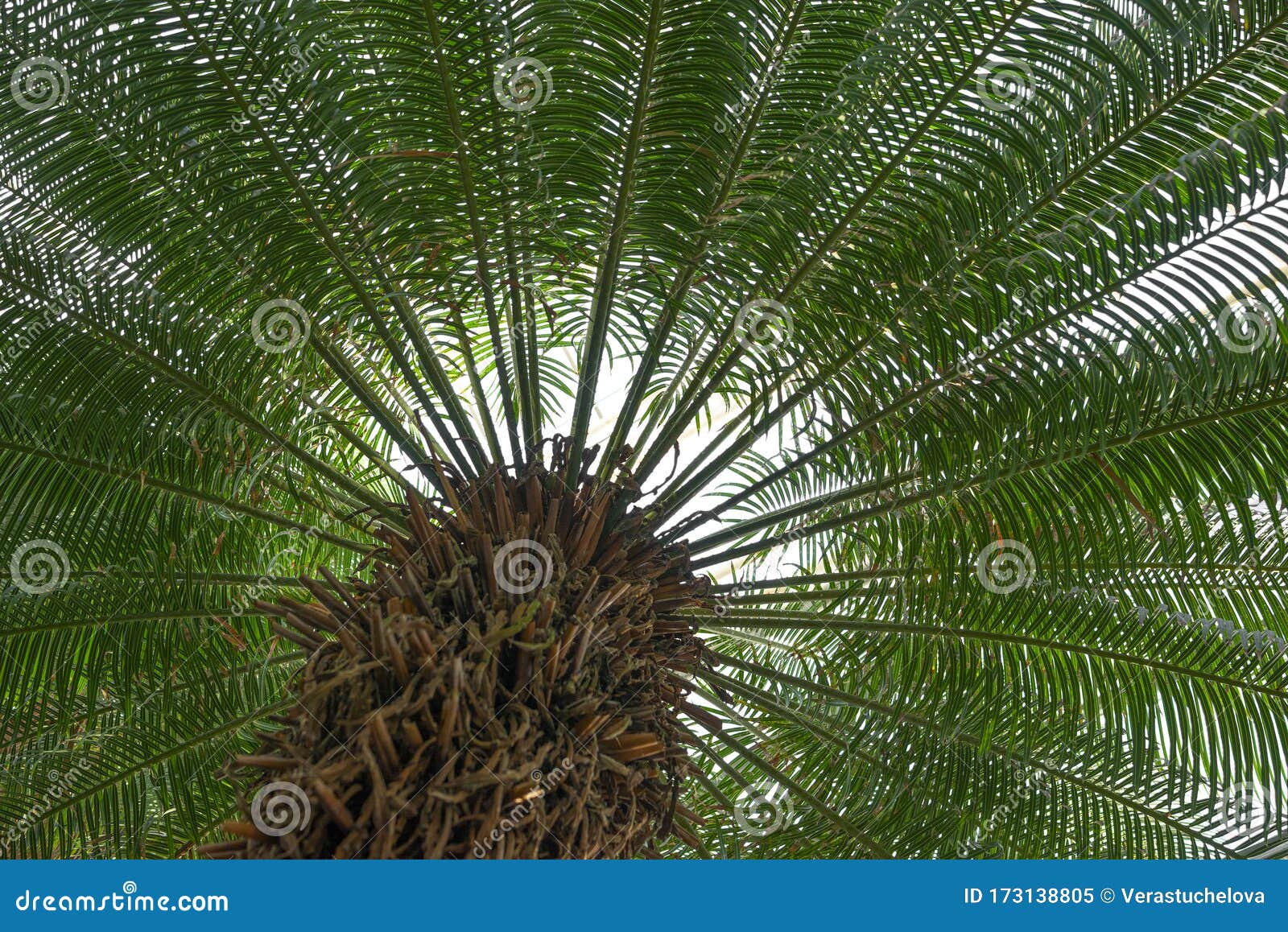 Big Cycas Tree Close Up in the Detail Stock Image - Image of natural ...