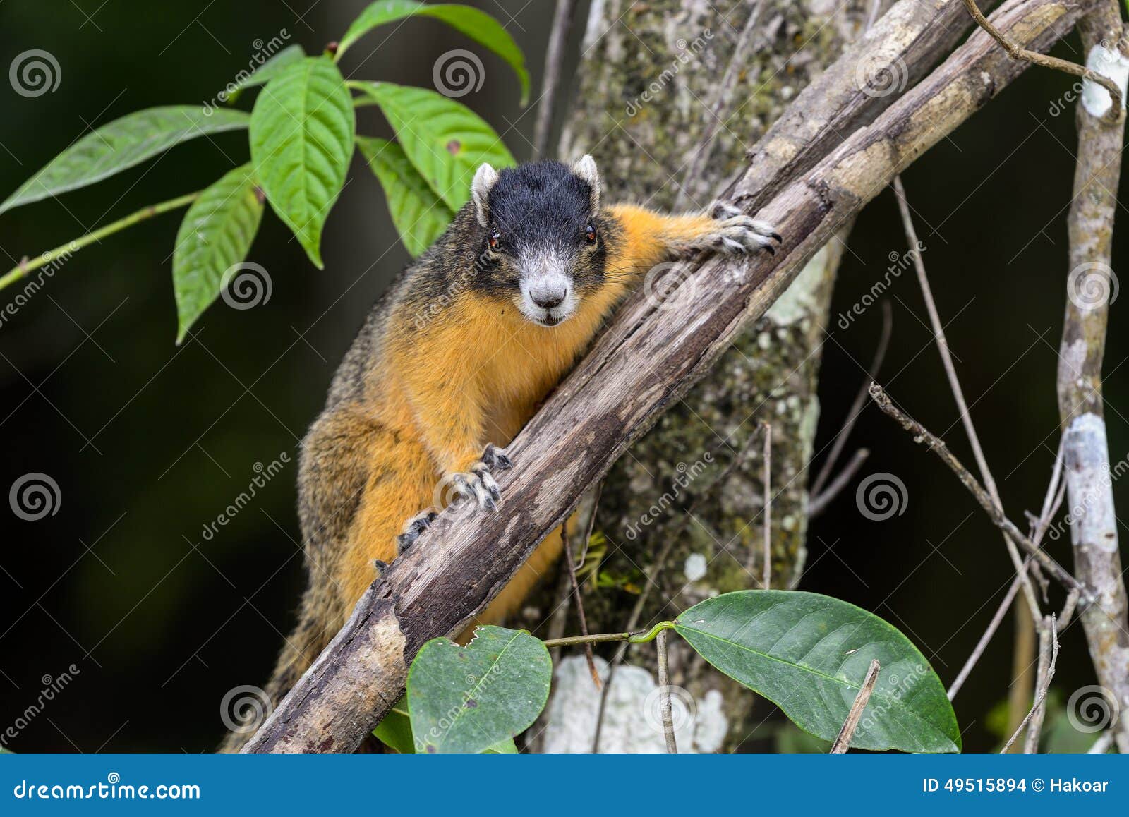 Big cypress fox squirrel stock photo. Image of life, tail - 49515894