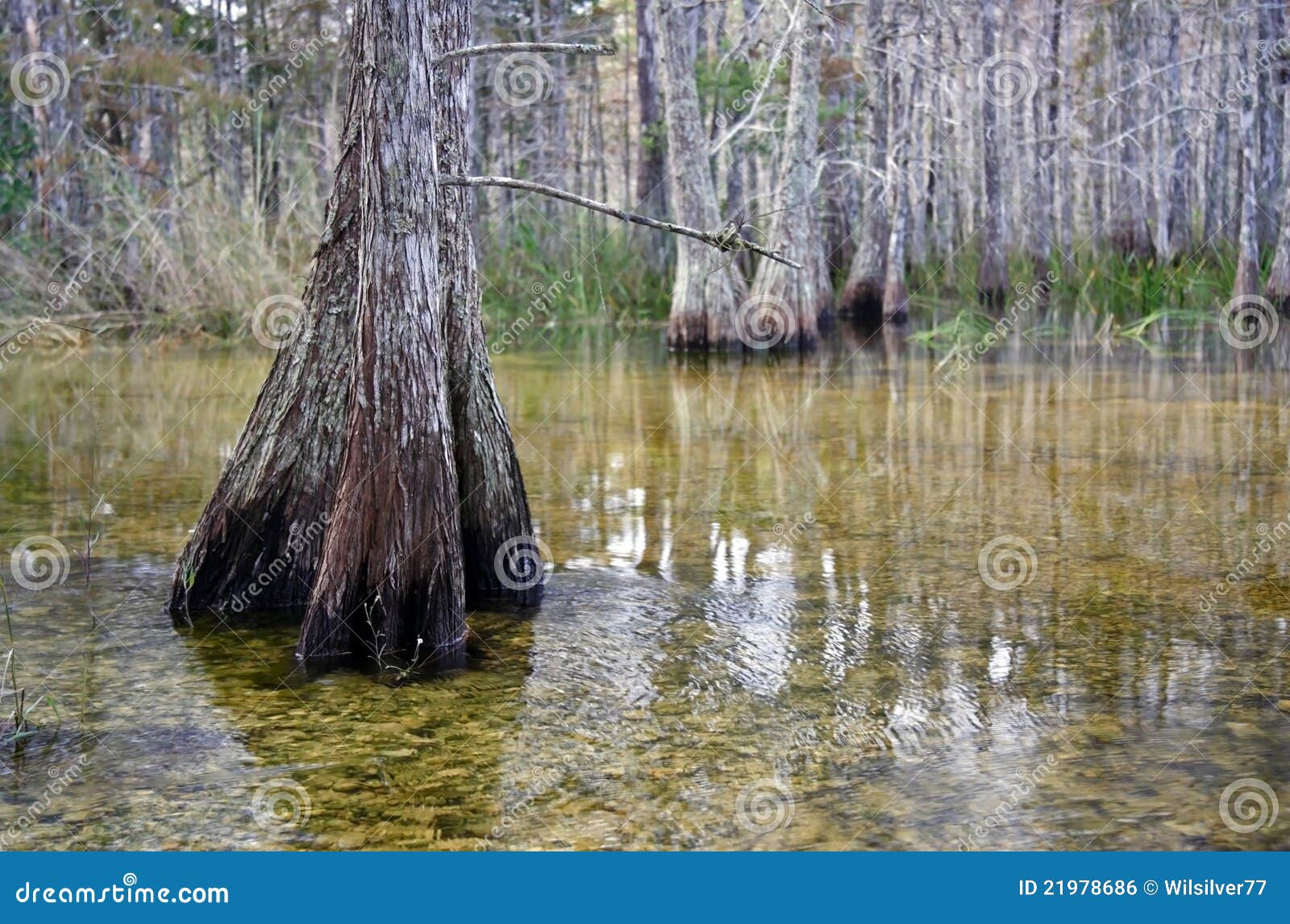 Big Cypress National Preserve Stock Photo - Image of subtropical ...