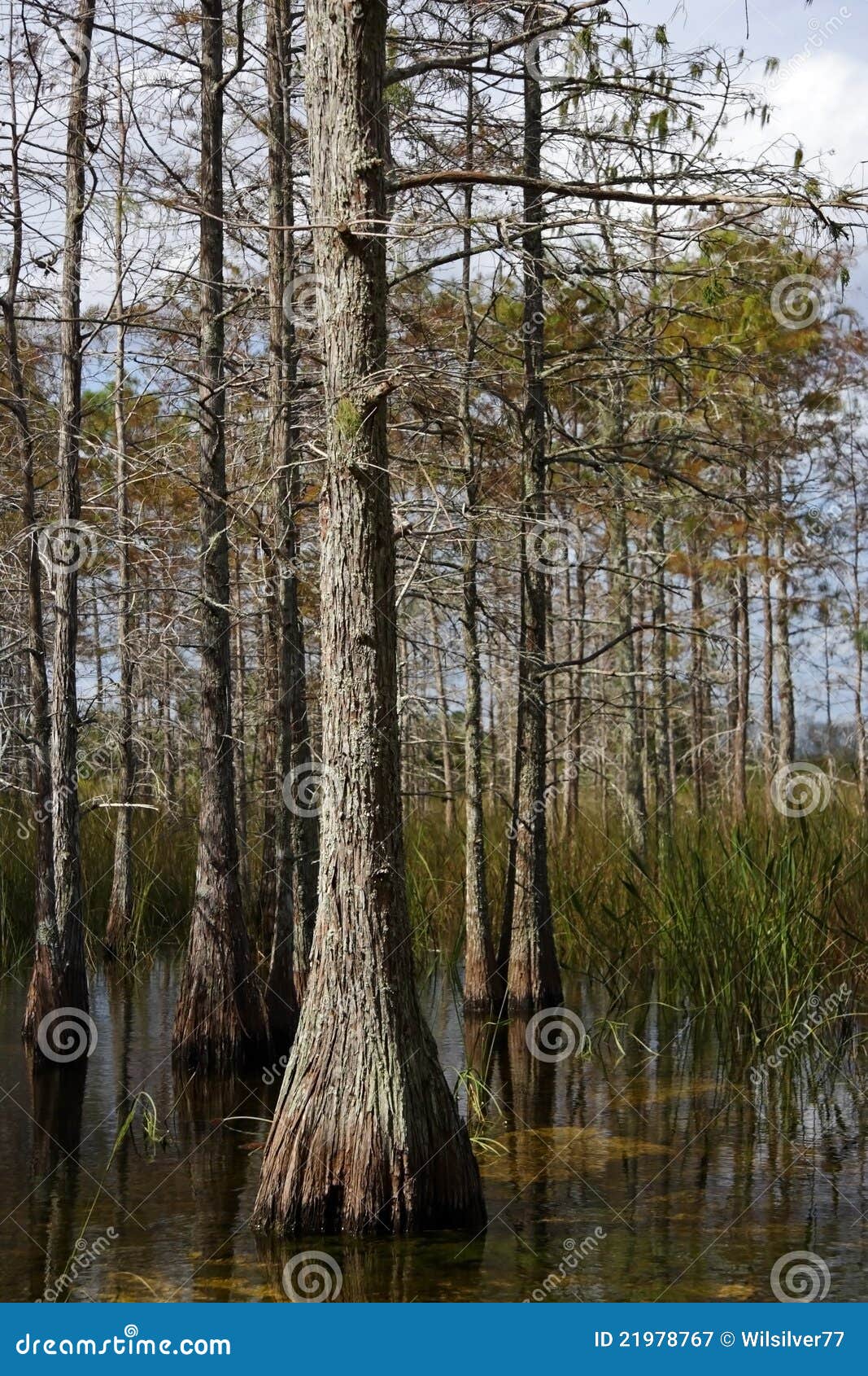 Big Cypress National Preserve Stock Image - Image of cypress, places ...
