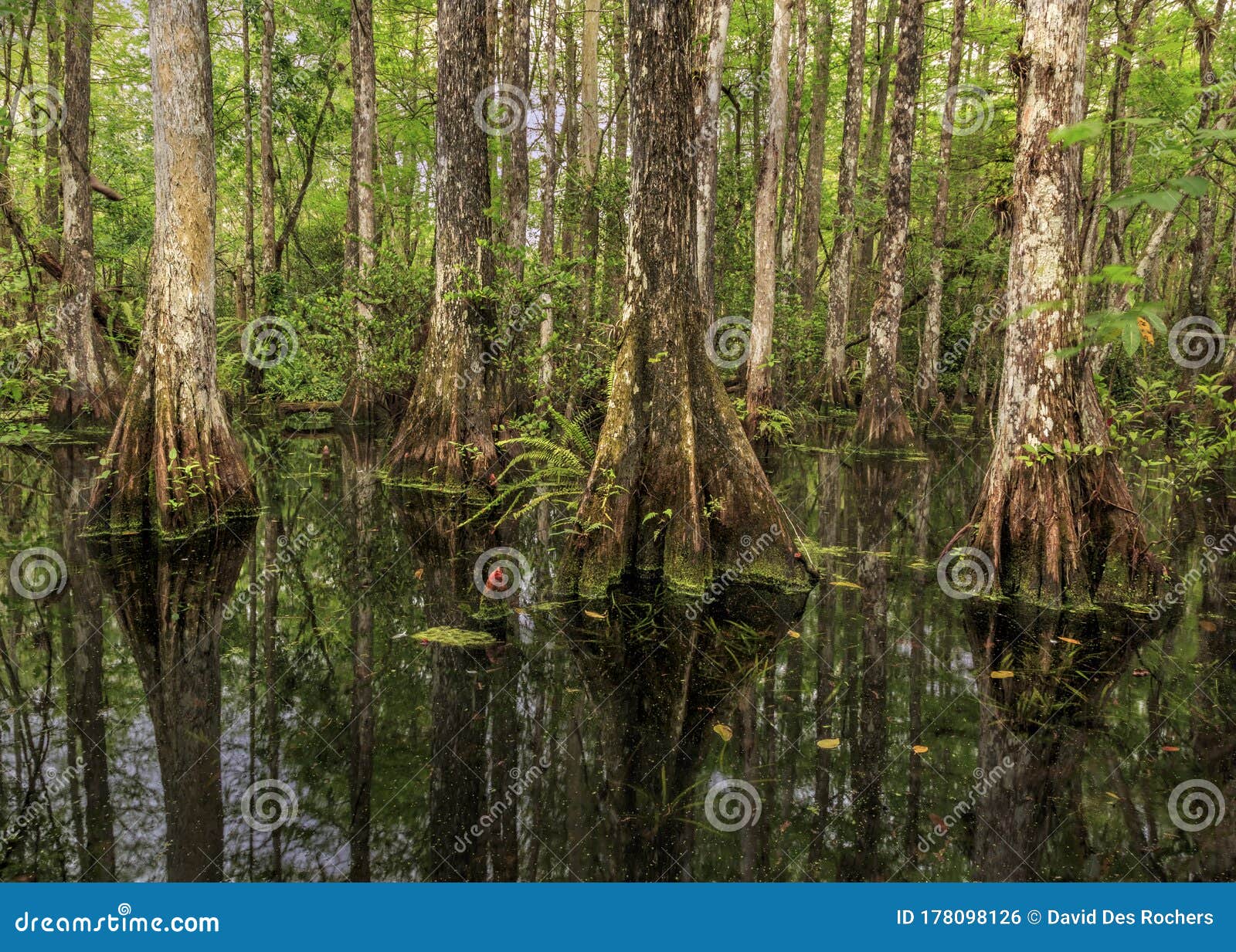 Big Cypress National Preserve, Florida Stock Photo - Image of cypress ...