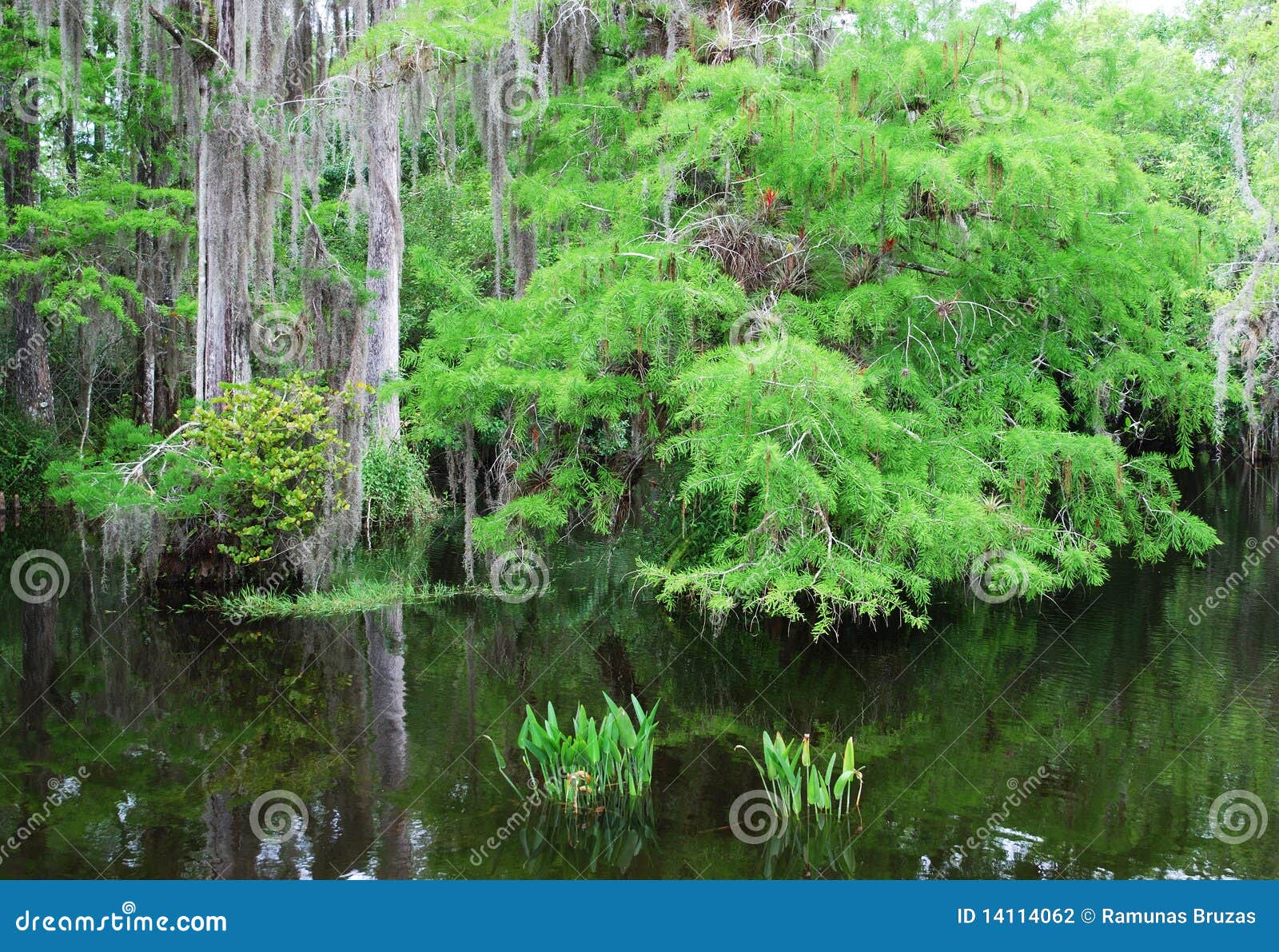 Big Cypress Swamp stock photo. Image of water, wood, travel - 14114062