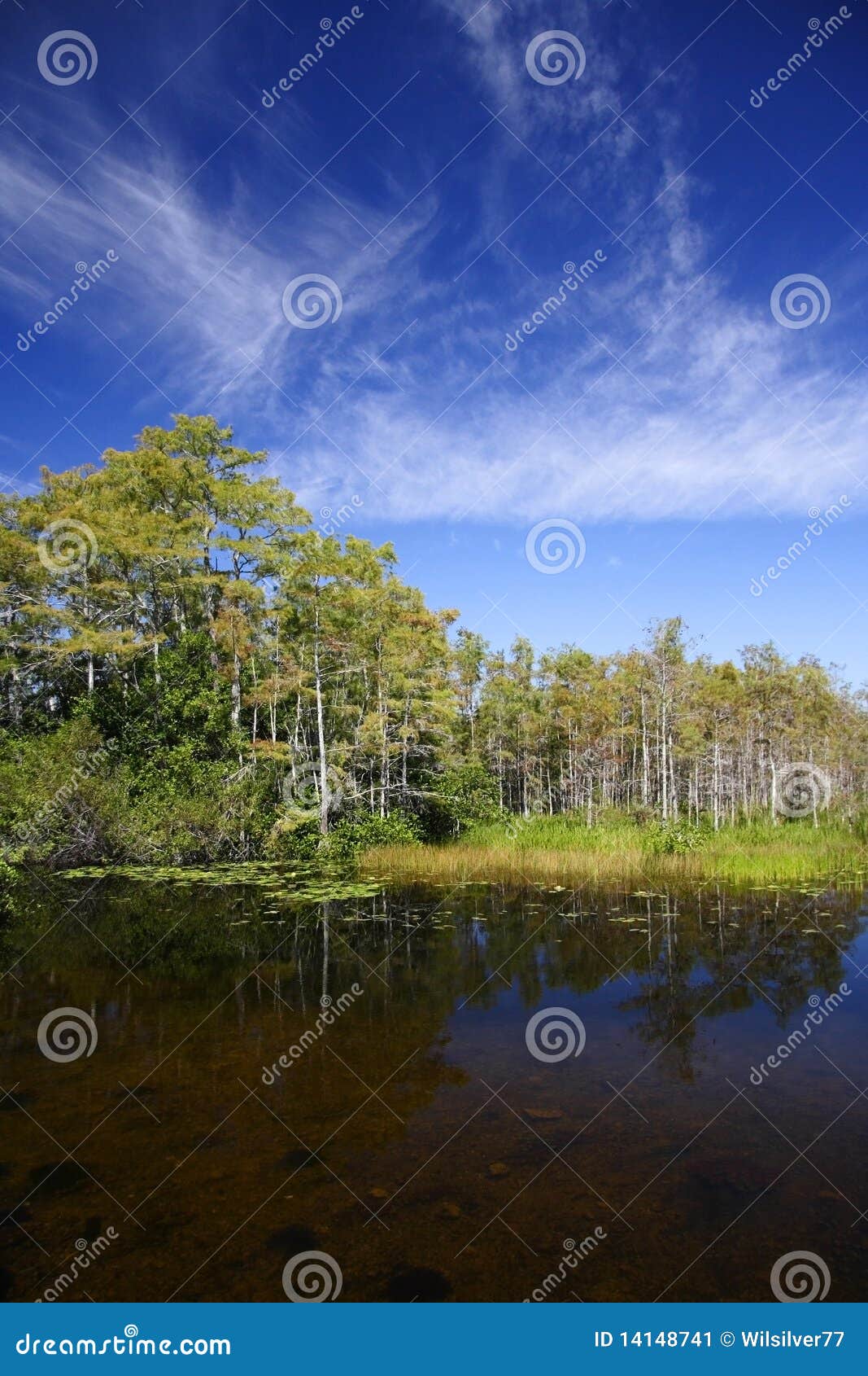 Big Cypress Swamp stock image. Image of subtropical, environment - 14148741
