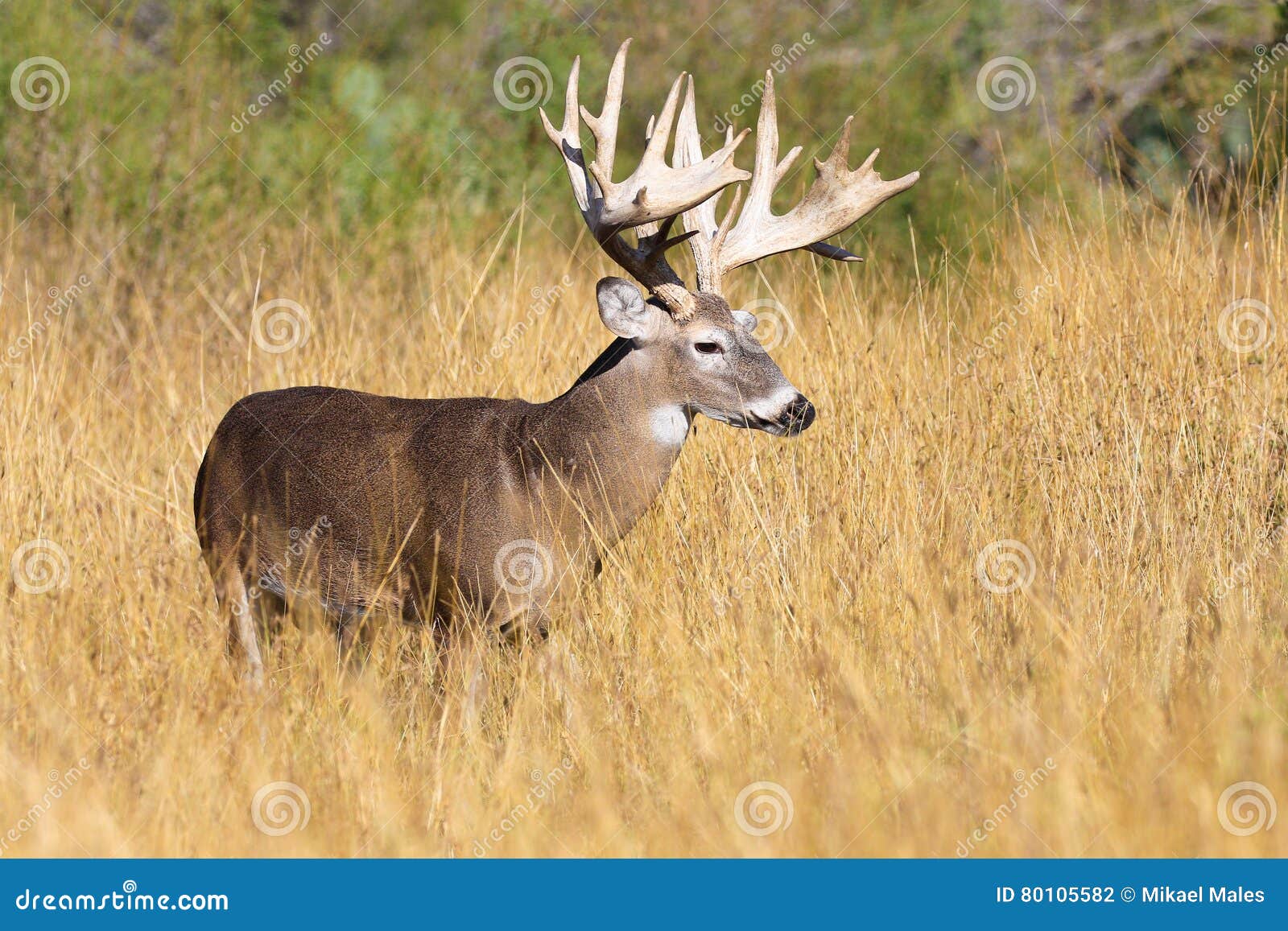 Big Daddy stock photo. Image of animals, behavior, dark - 80105582