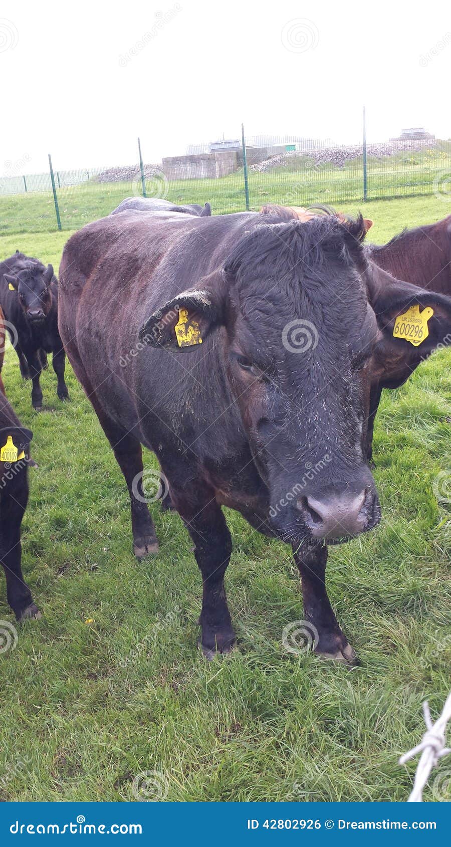 Big daddy bull so cute stock photo. Image of bull, daddy - 42802926