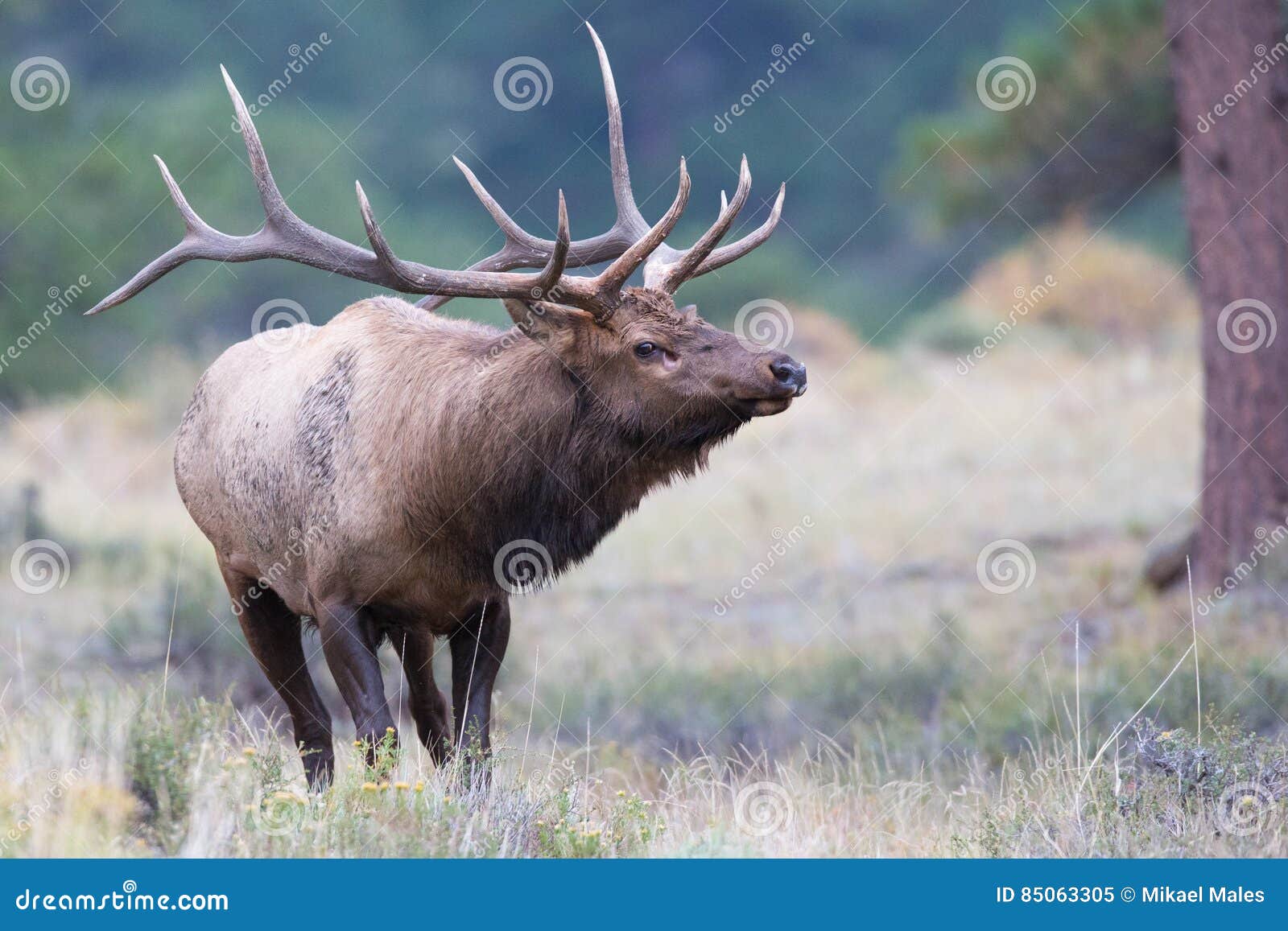 Big daddy elk stock image. Image of call, curl, america - 85063305