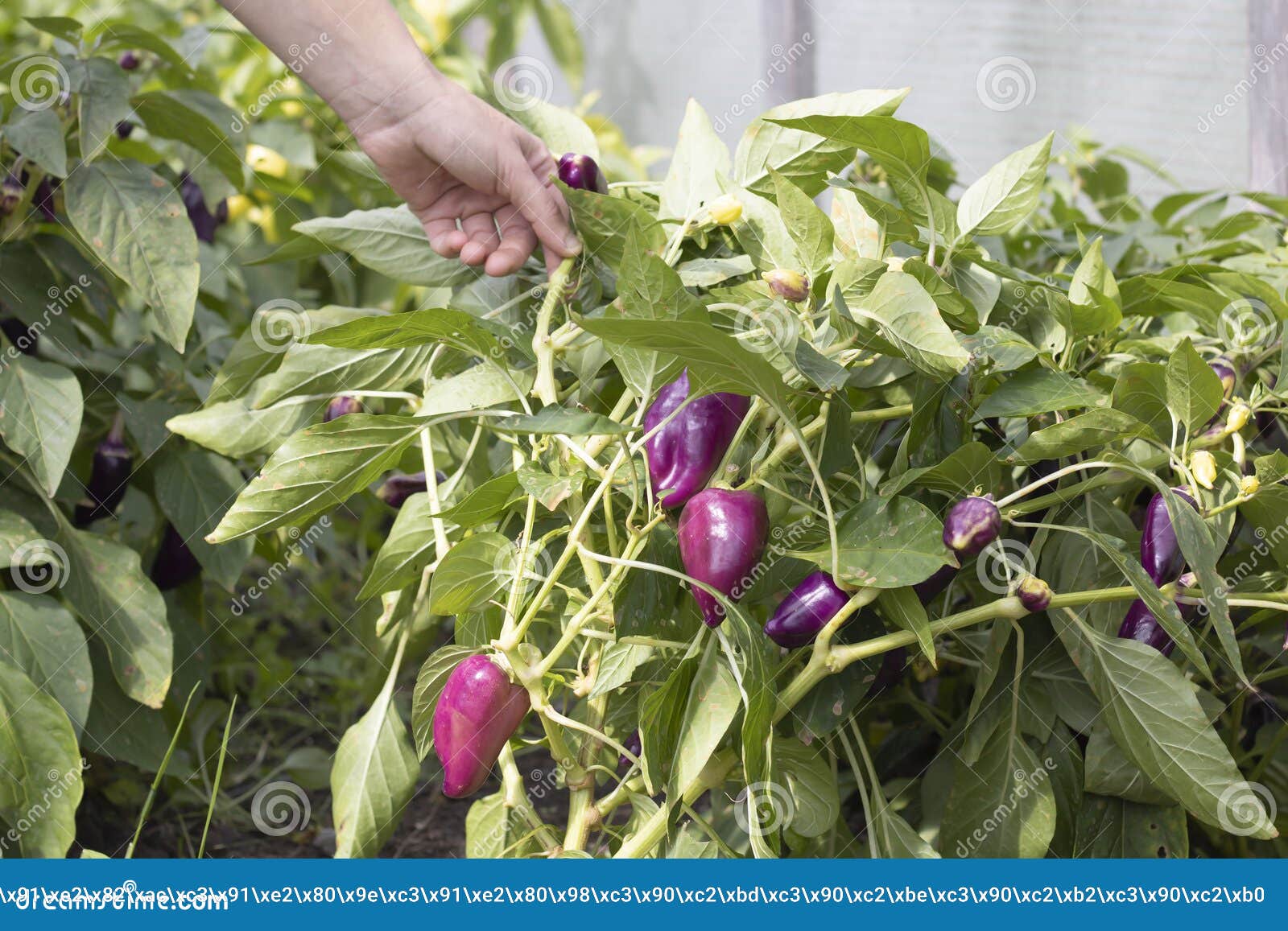 Big Daddy Purple Peppers in a Greenhouse. Stock Image - Image of ...