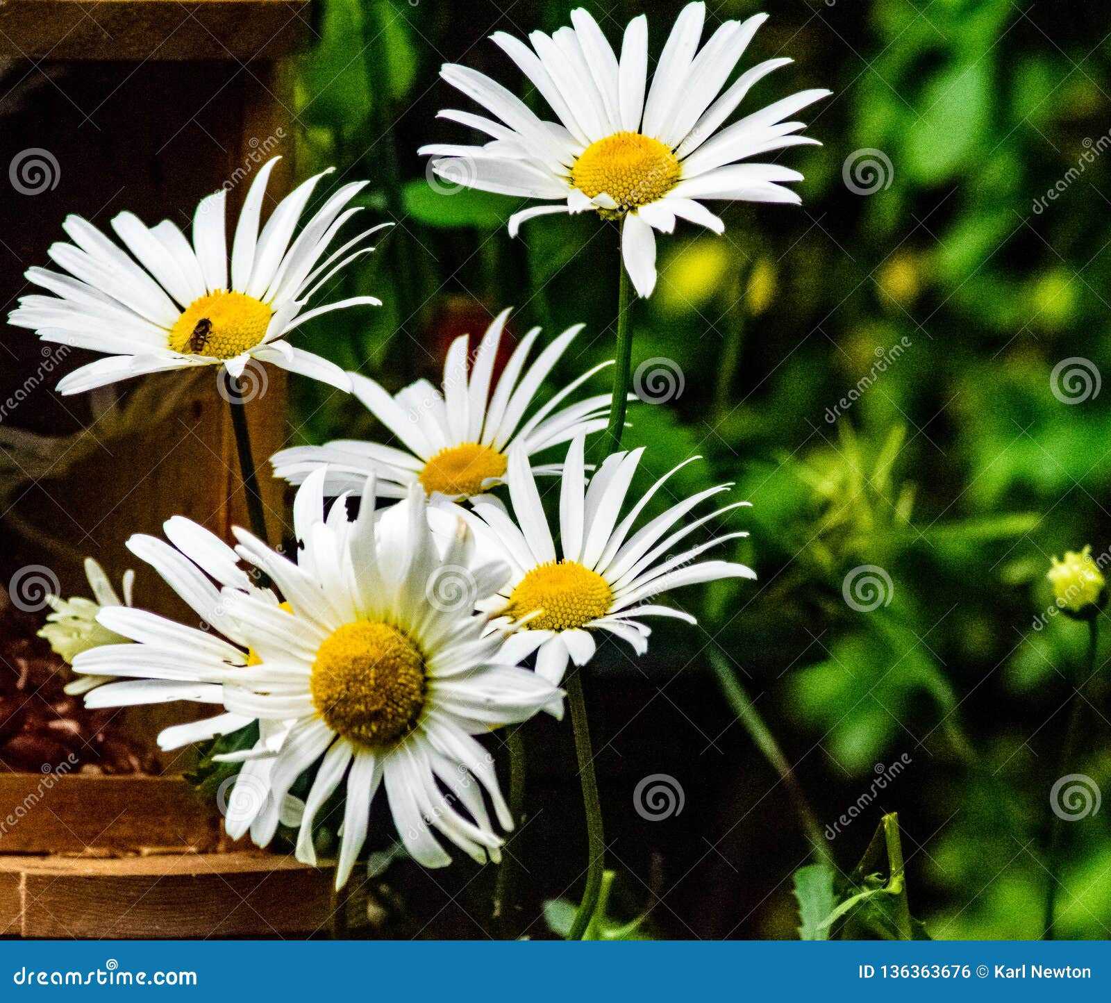 Big Daisys in Bloom in the Spring Stock Photo - Image of petals, yellow ...