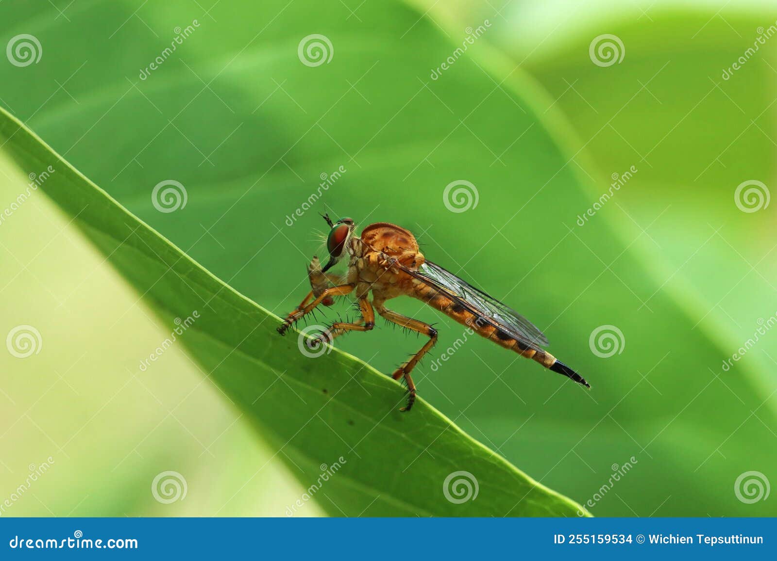 Big Damselfly Fly Catching a Bug Stock Photo - Image of bugs, bait ...