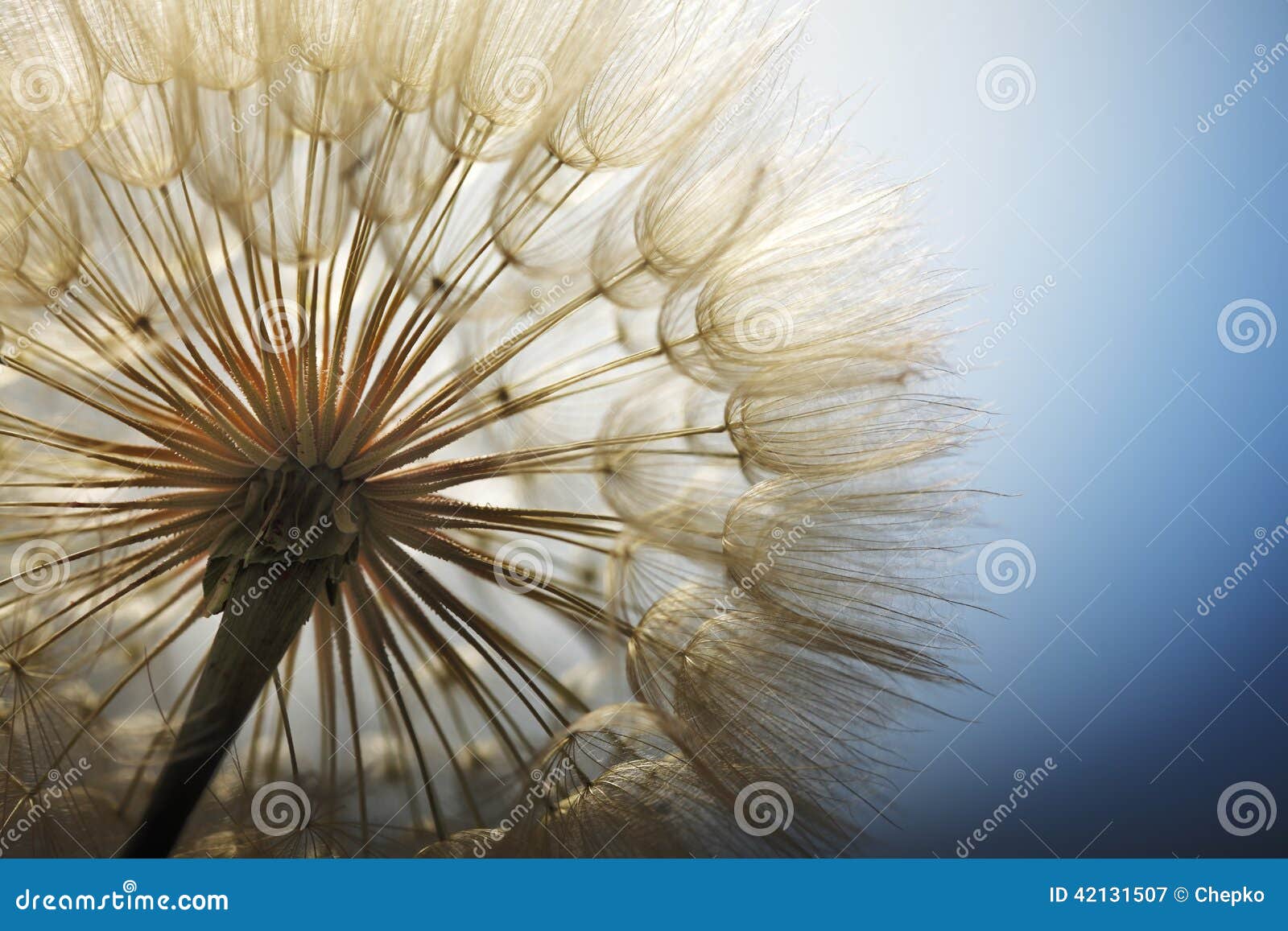 Big dandelion stock image. Image of spring, flying, botany - 42131507