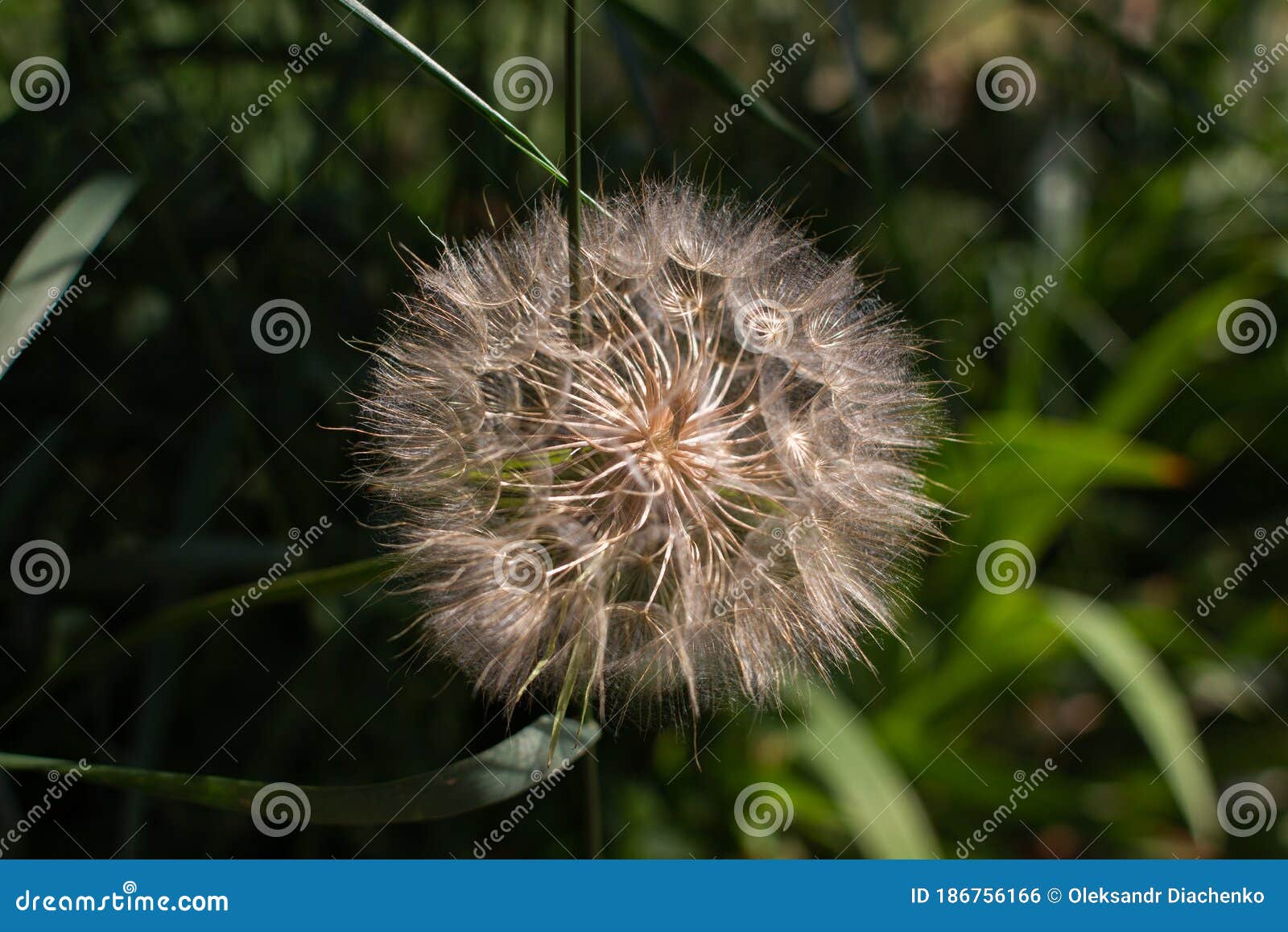 Big Dandelion Closeup in Summer in the Grass Stock Photo - Image of ...