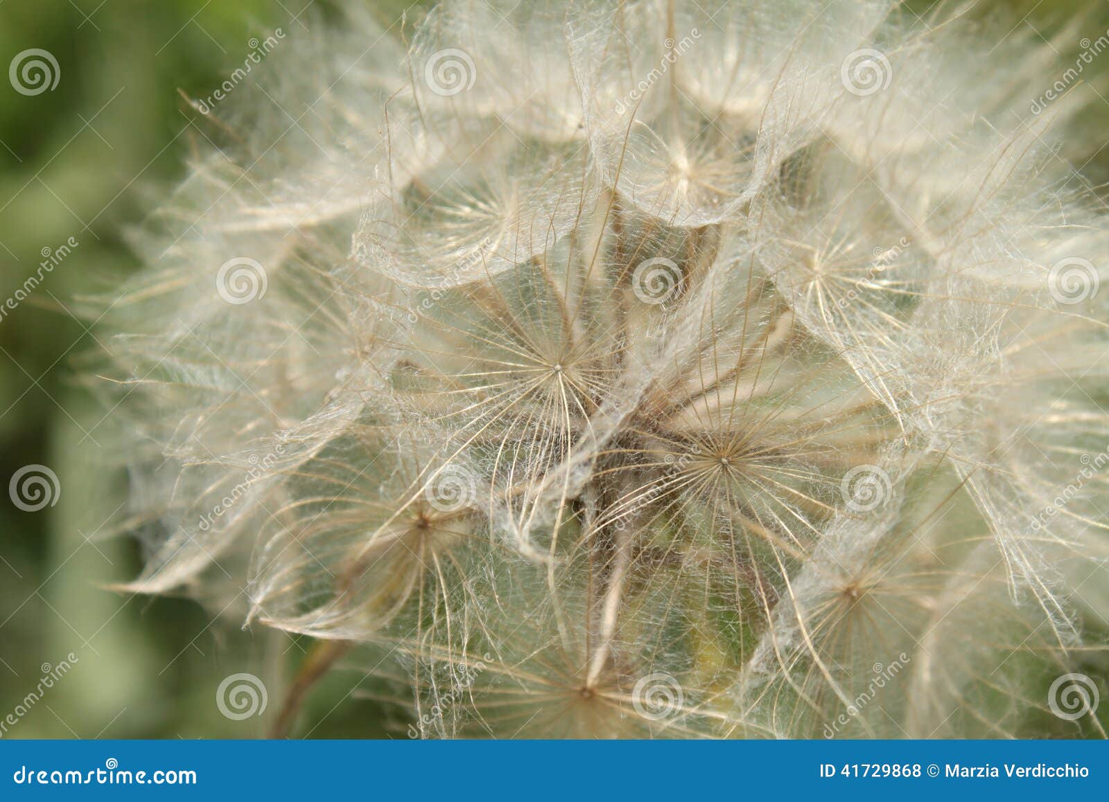 Big dandelion stock photo. Image of herb, natural, summertime - 41729868