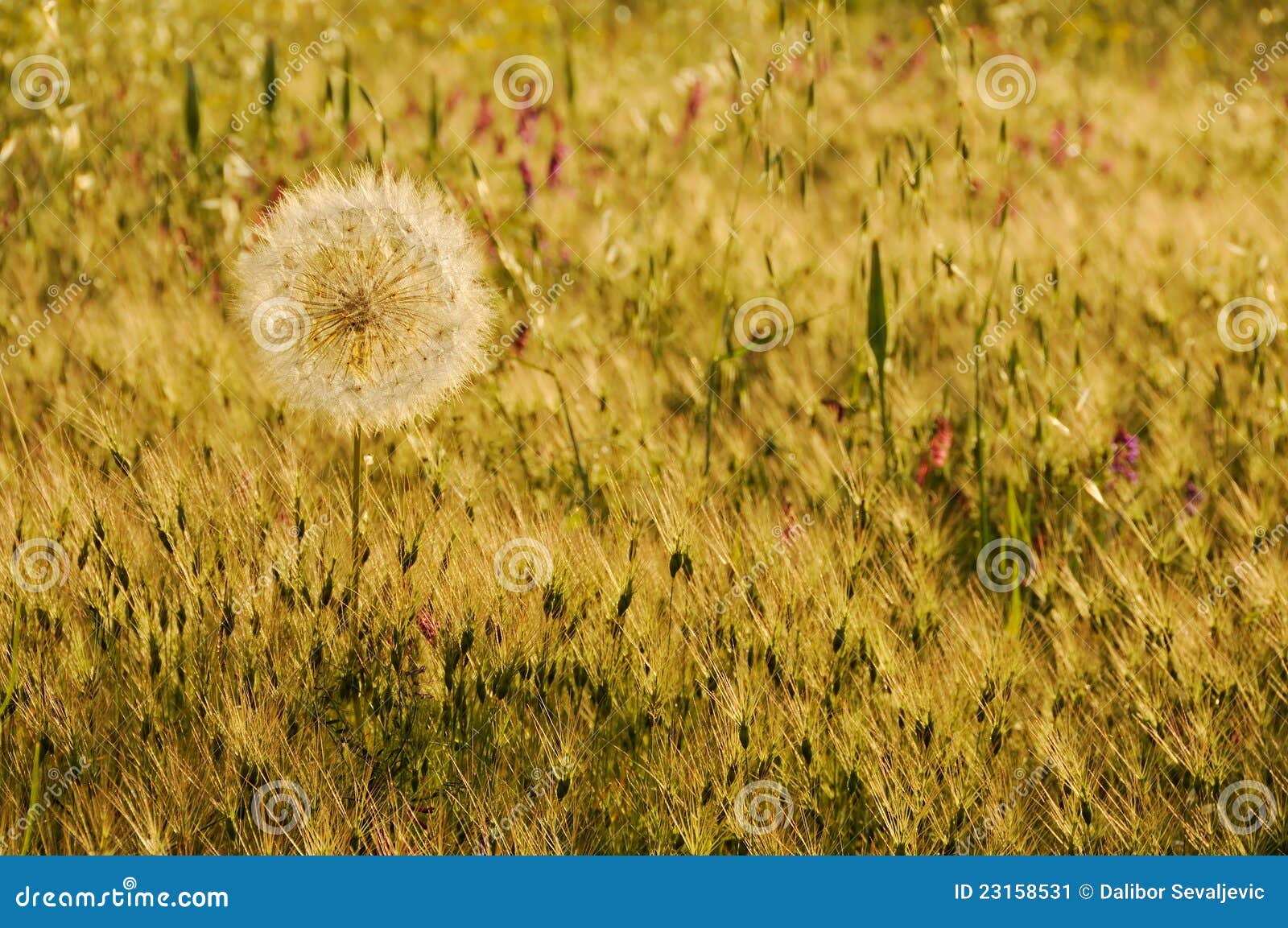 Big dandelion in the field stock image. Image of pasture - 23158531