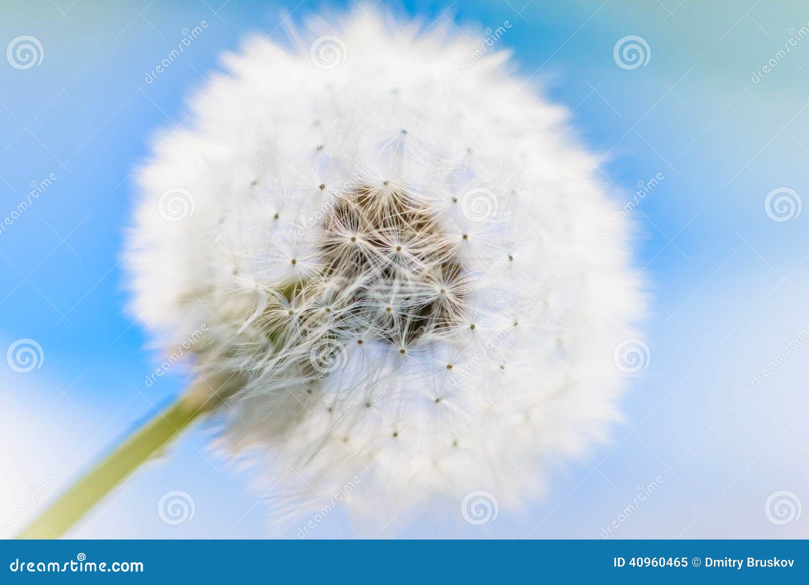 Big dandelion head stock image. Image of floral, macro - 40960465