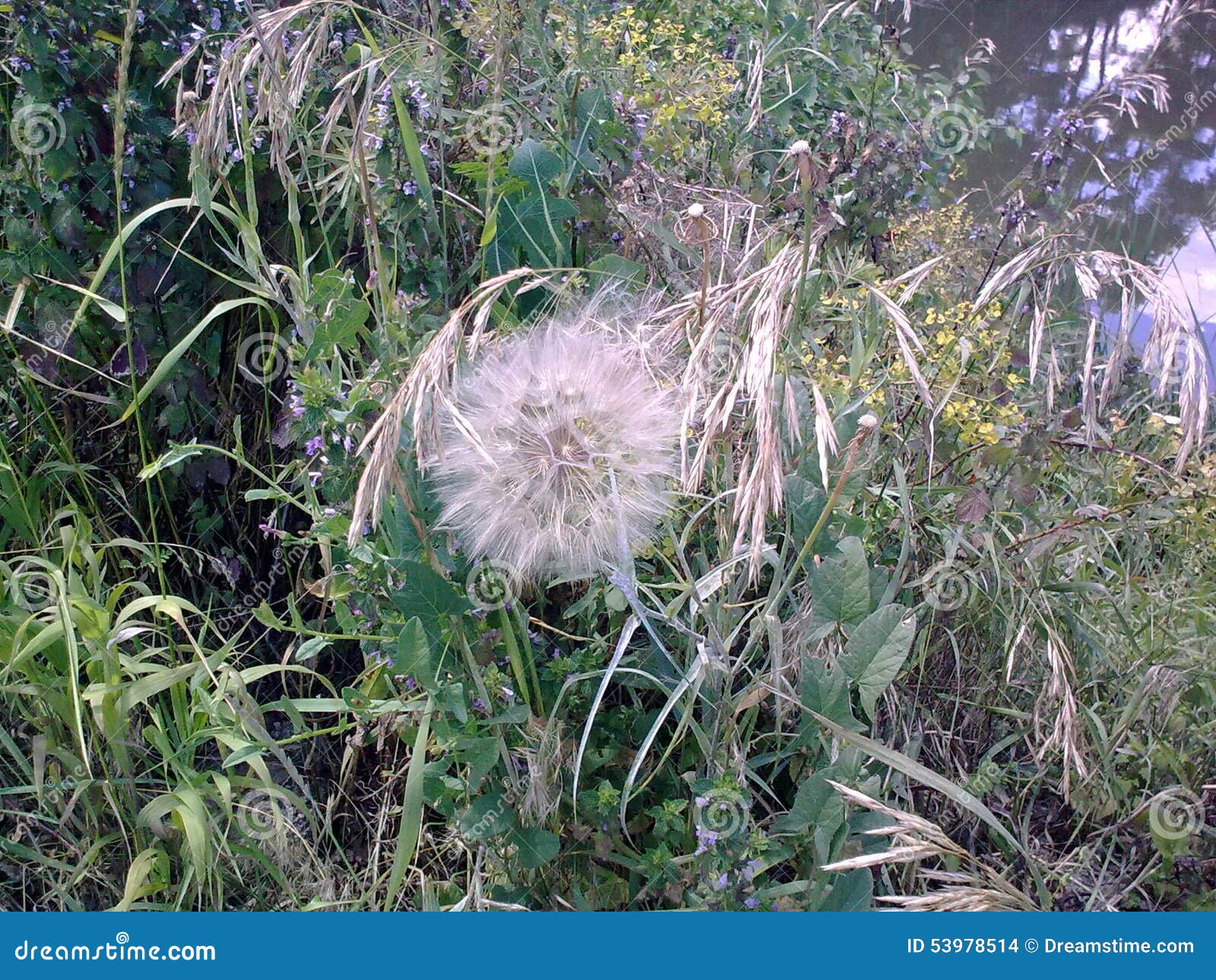 Big dandelion stock photo. Image of plants, meadow, dandelion - 53978514