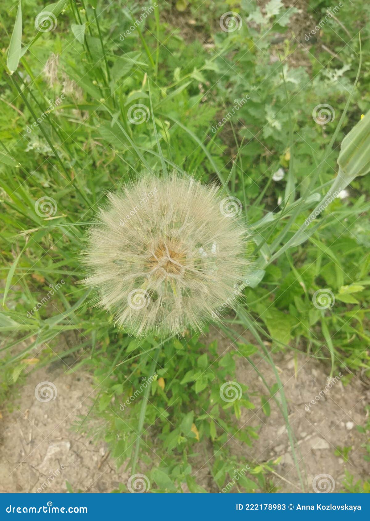 Big dandelion opened stock image. Image of herb, dandelion - 222178983