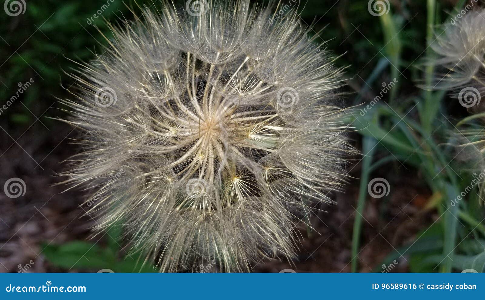 Big dandelion stock photo. Image of green, plants, outside - 96589616