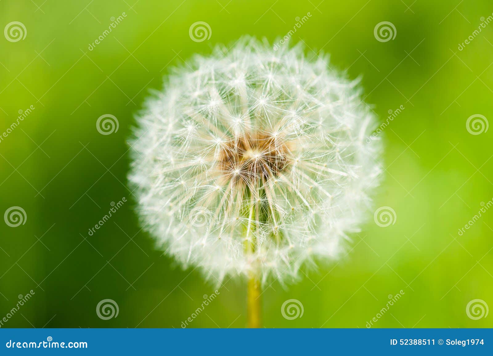 Big dandelion stock image. Image of closeup, flight, blue - 52388511