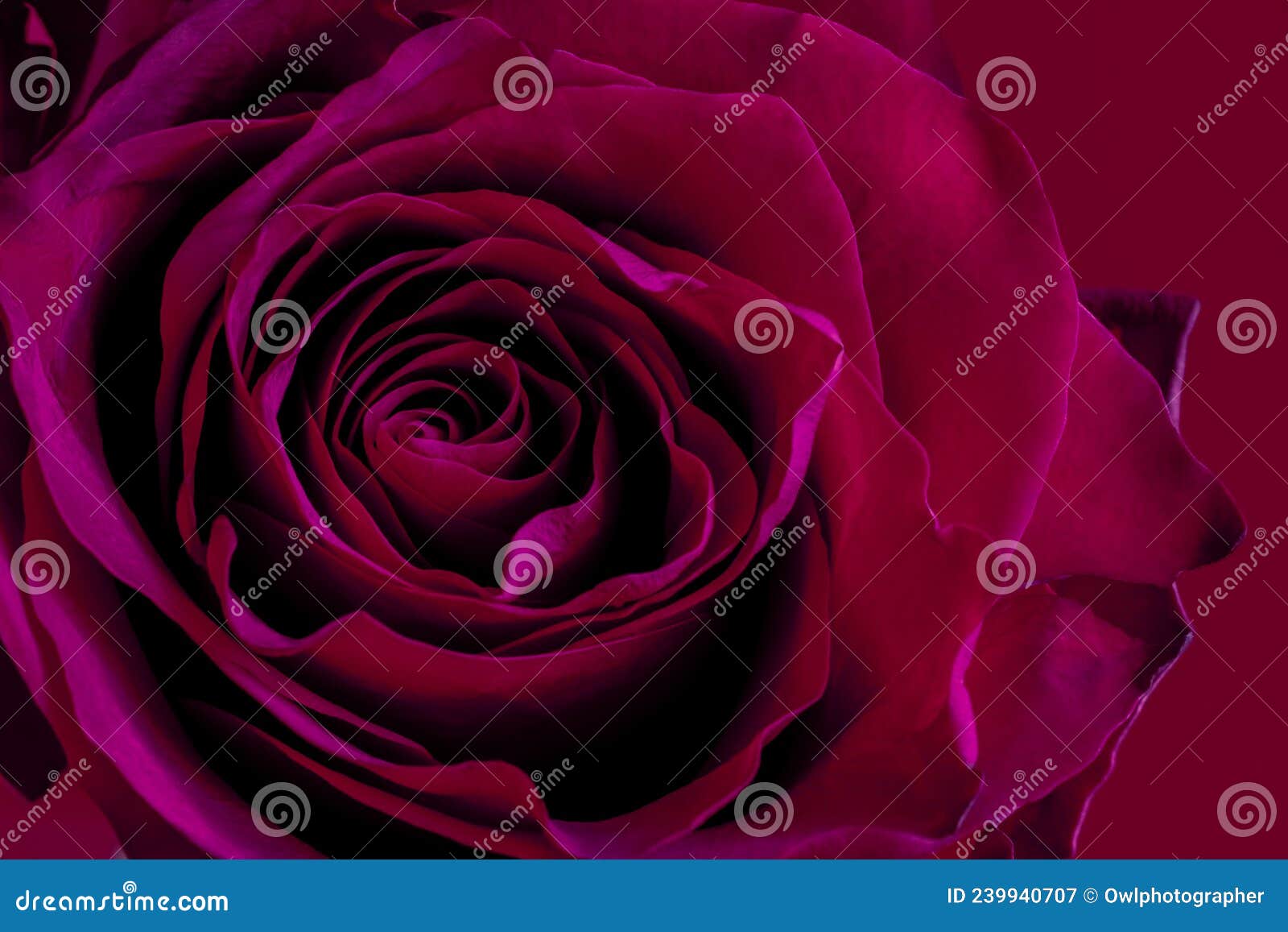 Big Dark Red Rose on Red Background. Closeup Stock Image - Image of ...