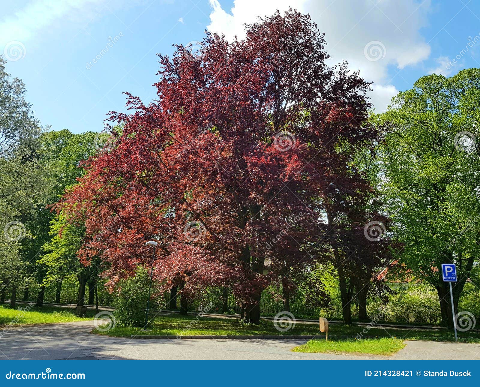 Big, dark red tree stock image. Image of branch, dark - 214328421