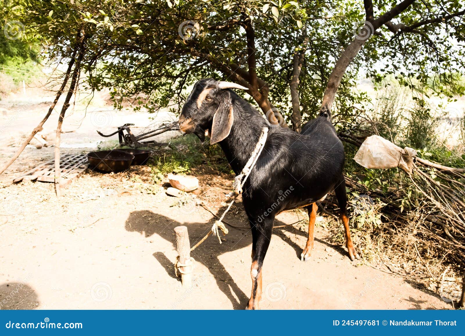 Big and Dashing Goat Standing Stock Image - Image of indian, wildlife ...