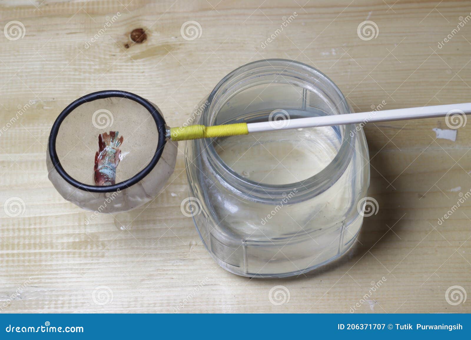 Big Dead Colorful Cupang or Betta or Siamese Fighting Fish Stock Image ...