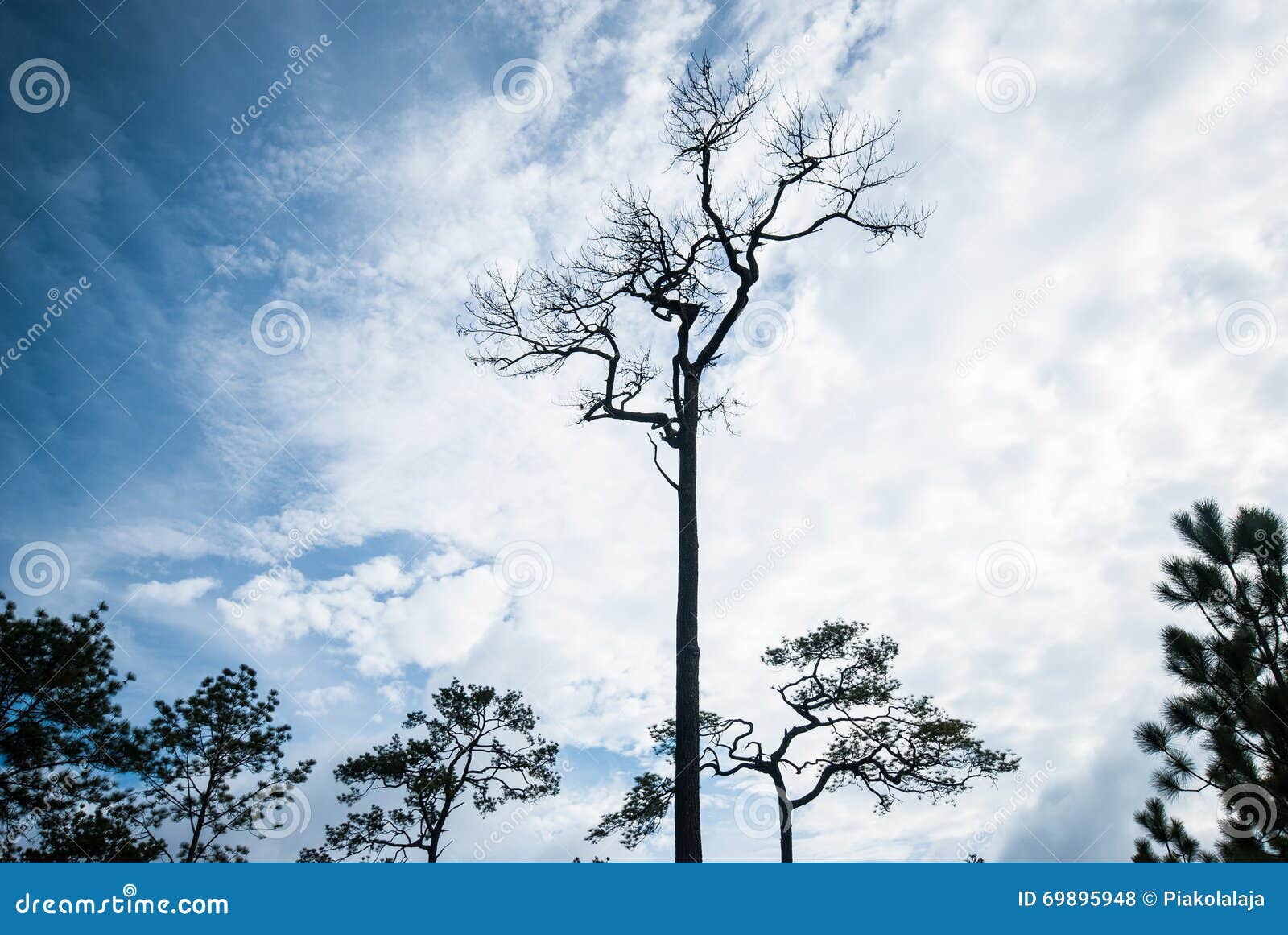The Big Dead Pine Tree Stand Alone on the Cloud and Blue Sky Background ...