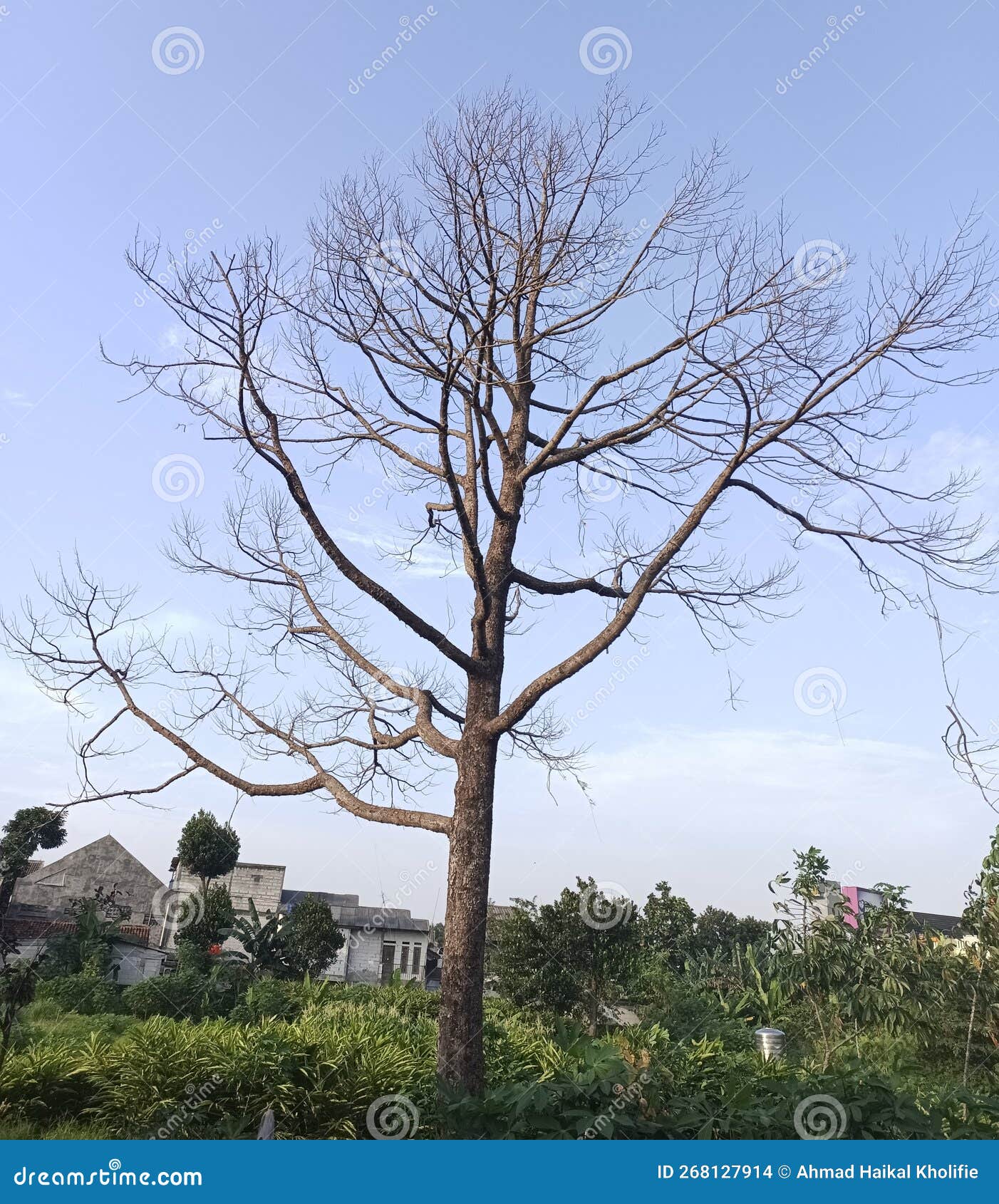 Big dead tree stock photo. Image of warning, dead, tree - 268127914