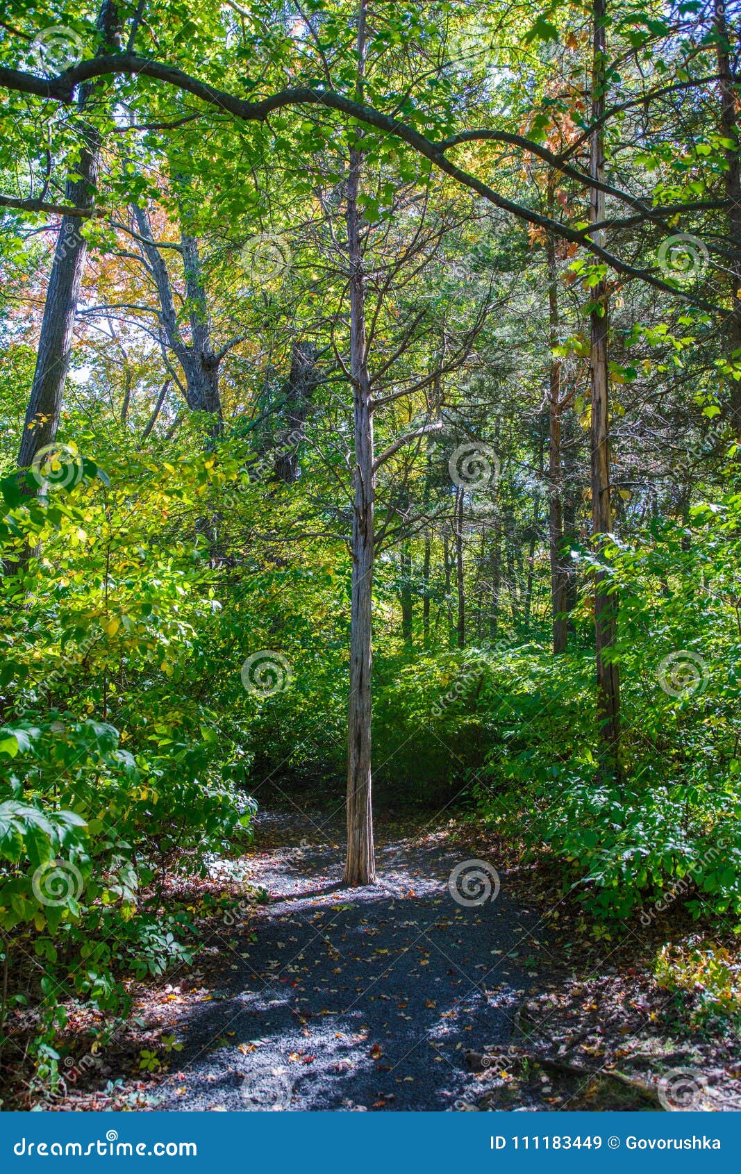 A big dead tree stock image. Image of field, forest - 111183449