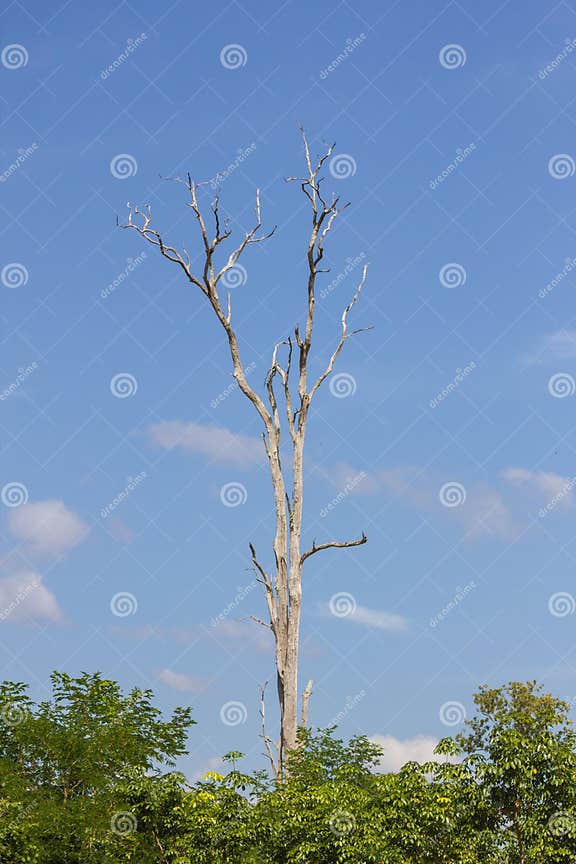 Big dead tree stock image. Image of single, branch, outdoor - 82060427