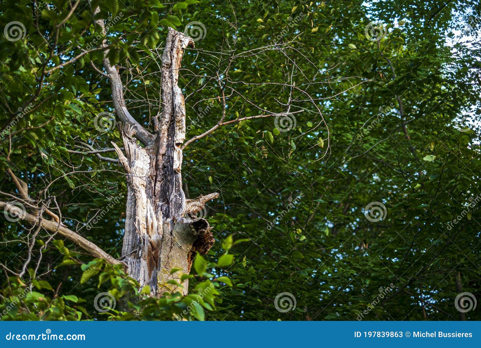 Big Dead Tree in a Forest at Sunset Stock Image - Image of light ...