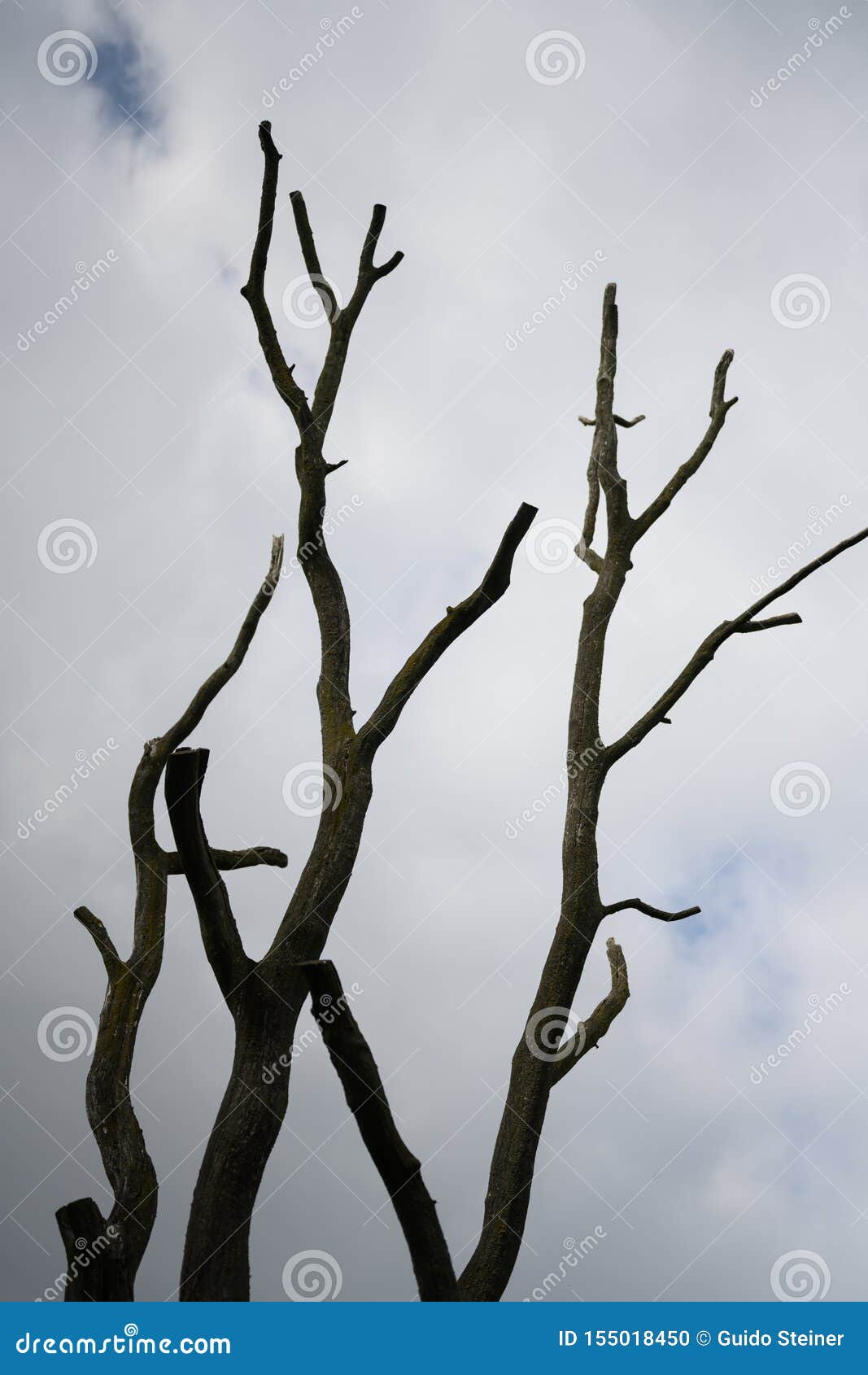 A Tree without Leaves Like in an Old Western Movie Stock Photo - Image ...