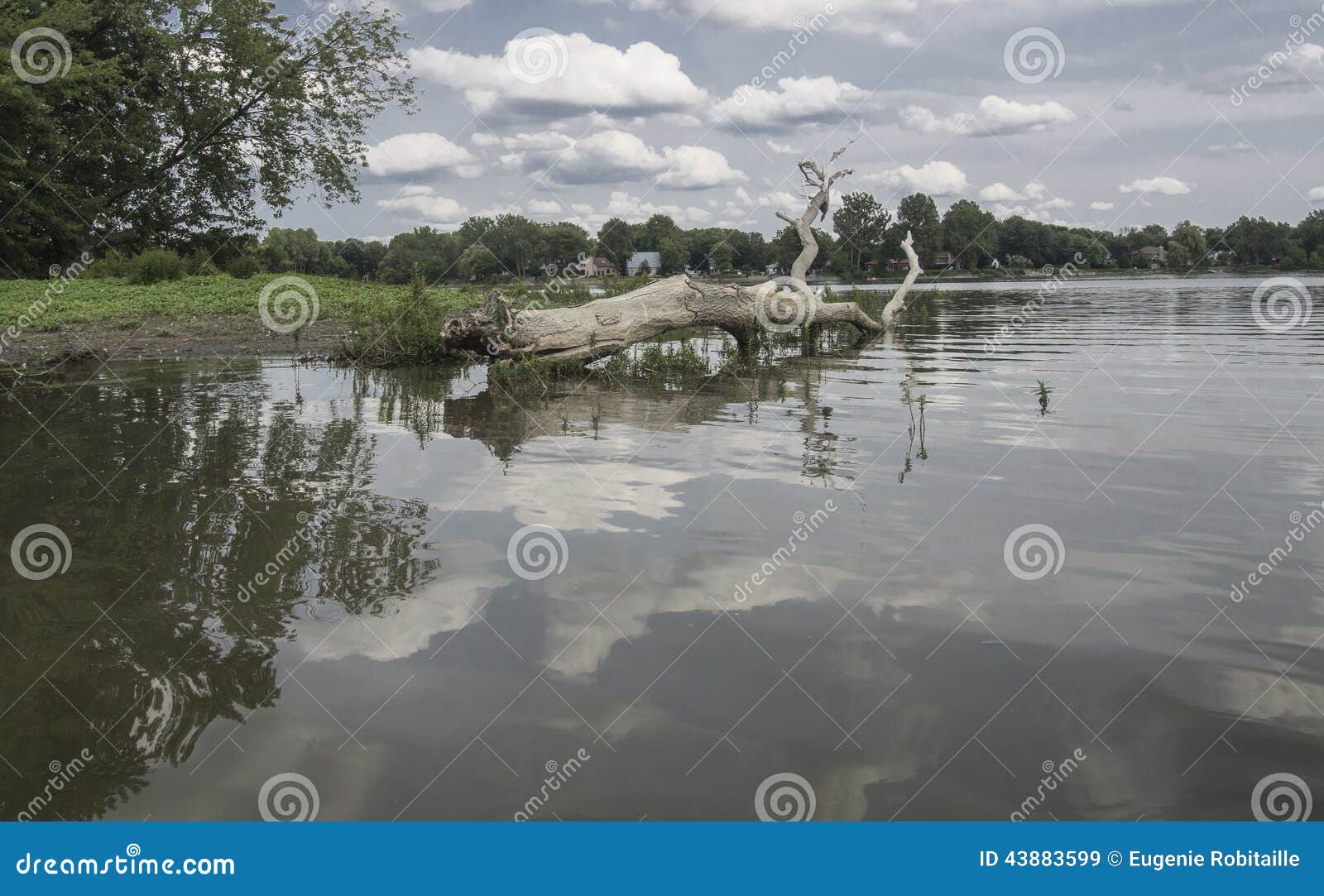 Big Dead Tree on Land and in River Stock Image - Image of parc, river ...