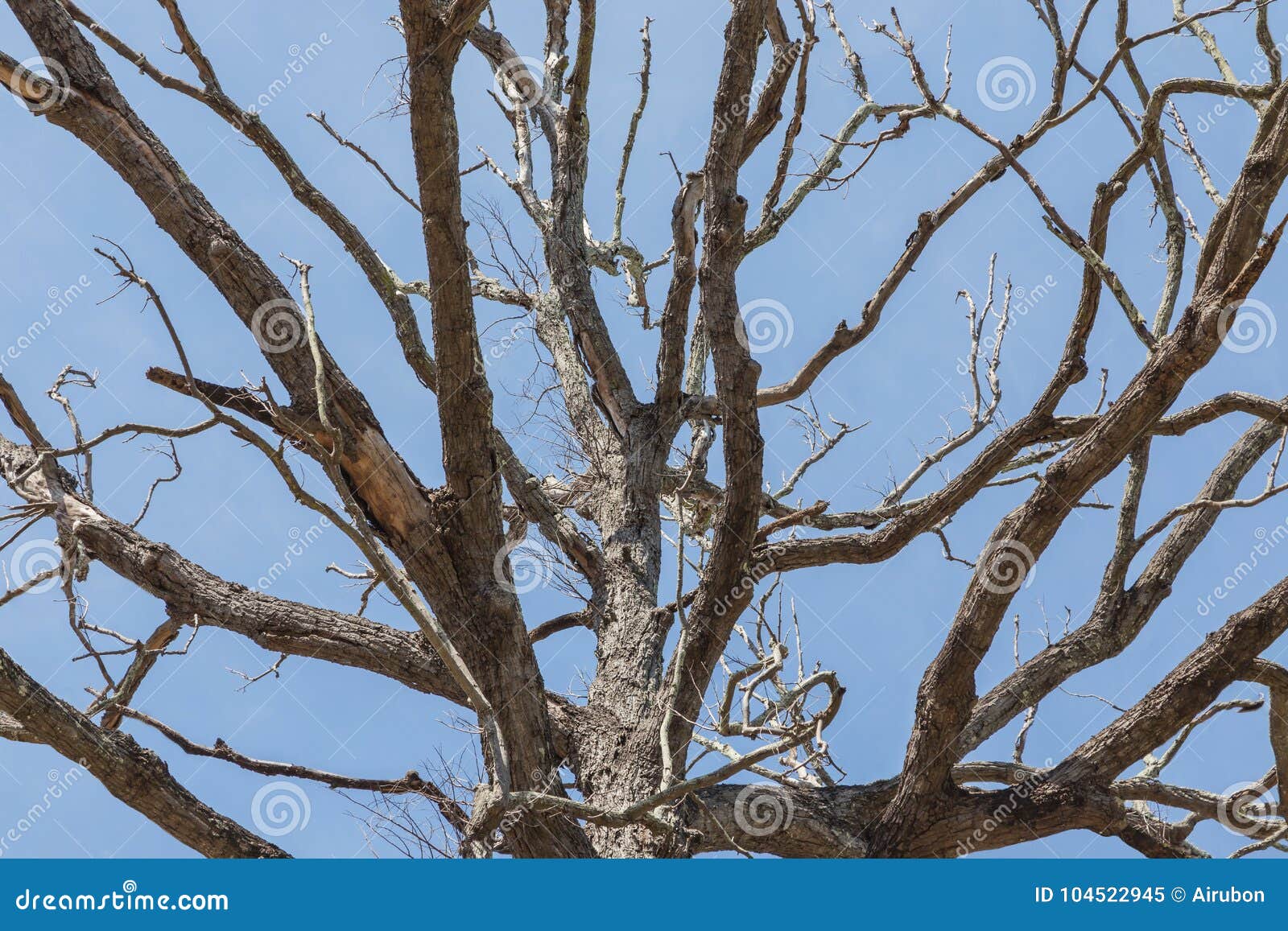 Big Dead Tree without Leaves Stock Image - Image of background, aging ...