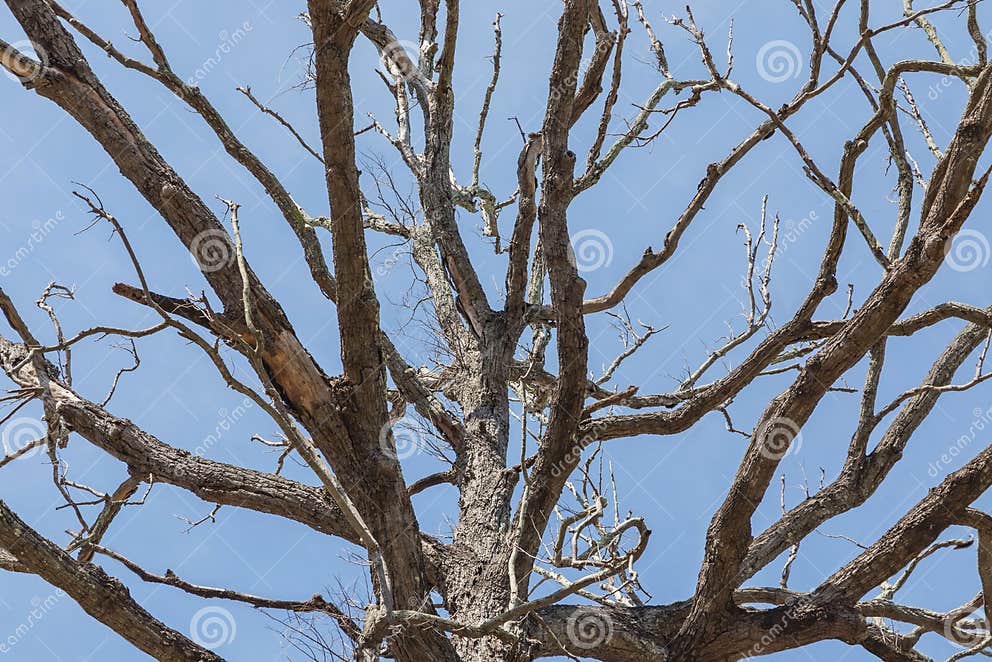 Big Dead Tree without Leaves Stock Image - Image of background, aging ...