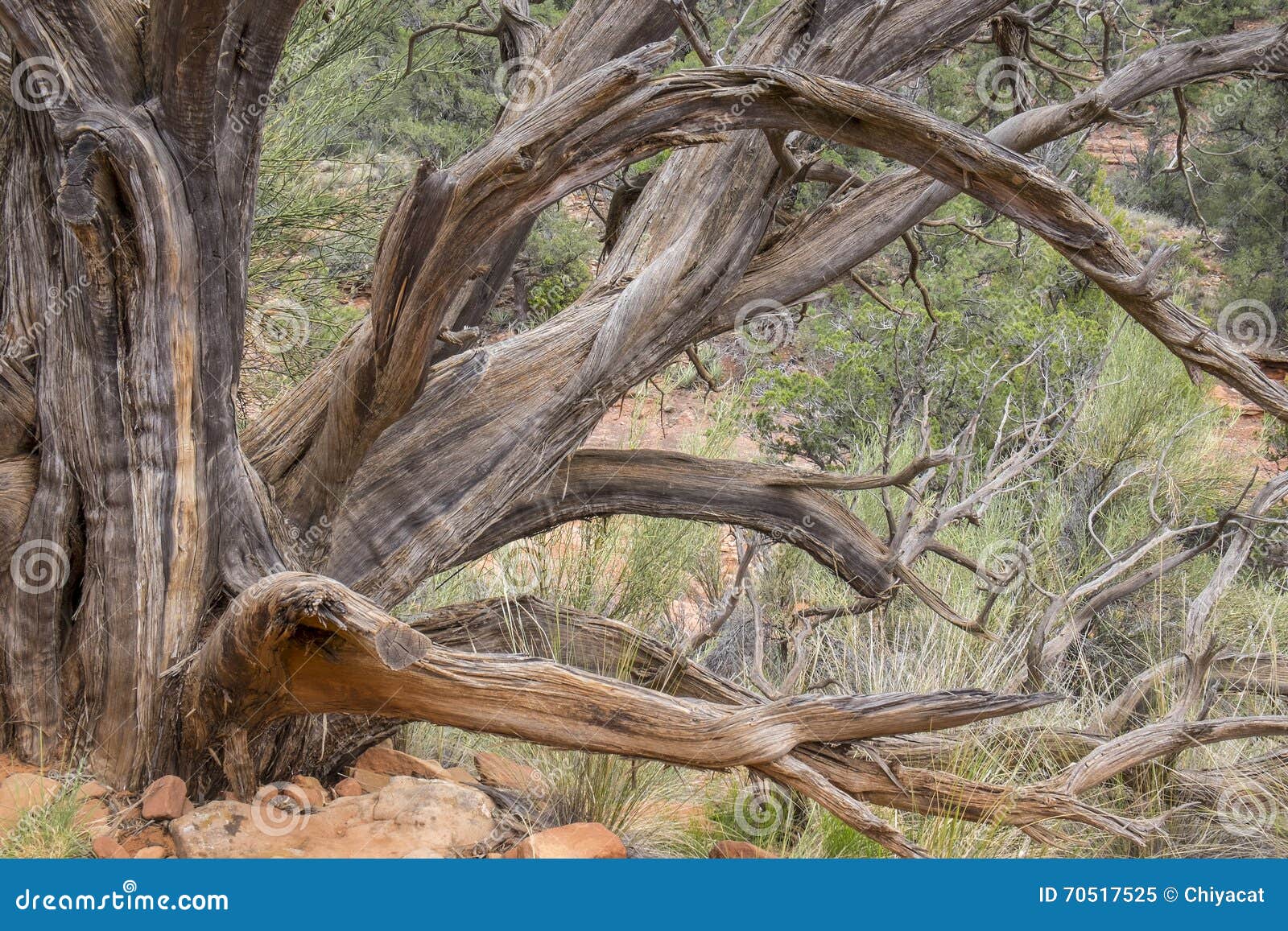 Big Dead Tree stock image. Image of sedona, dead, scenic - 70517525