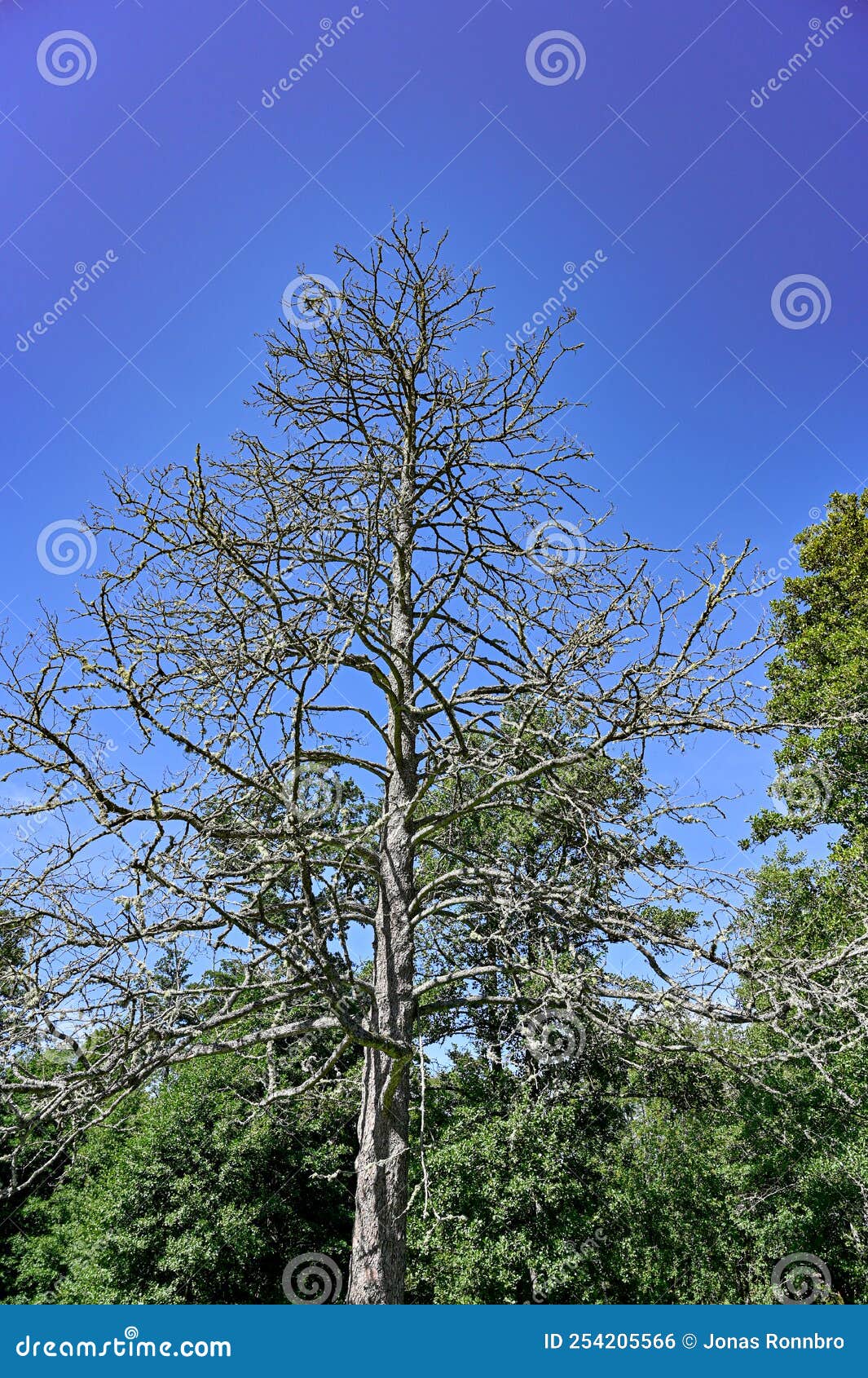Big Dead Tree Standing High without Any Green Stock Photo - Image of ...