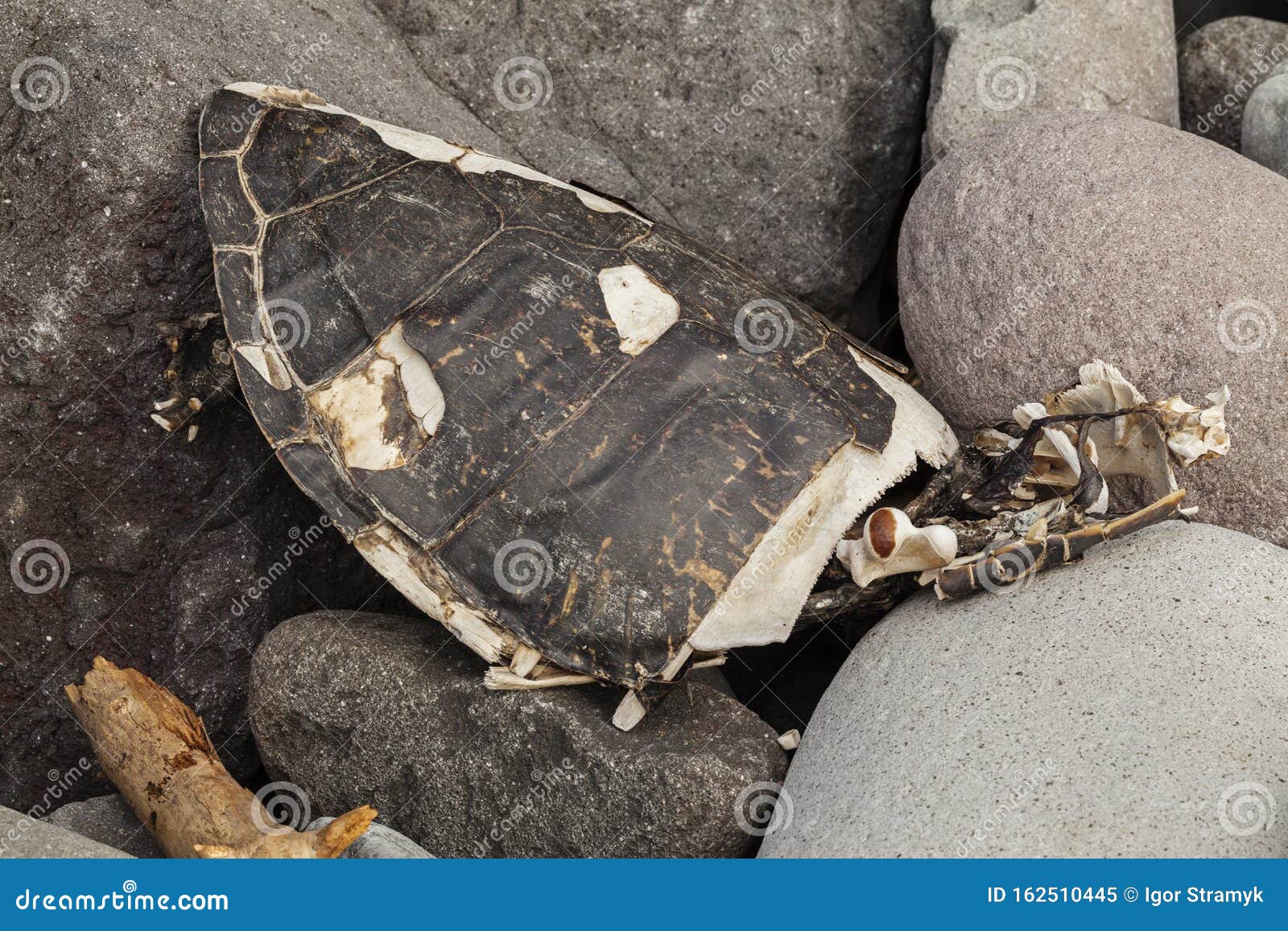 Dead Turtle Shell In Nature Royalty-Free Stock Photography ...