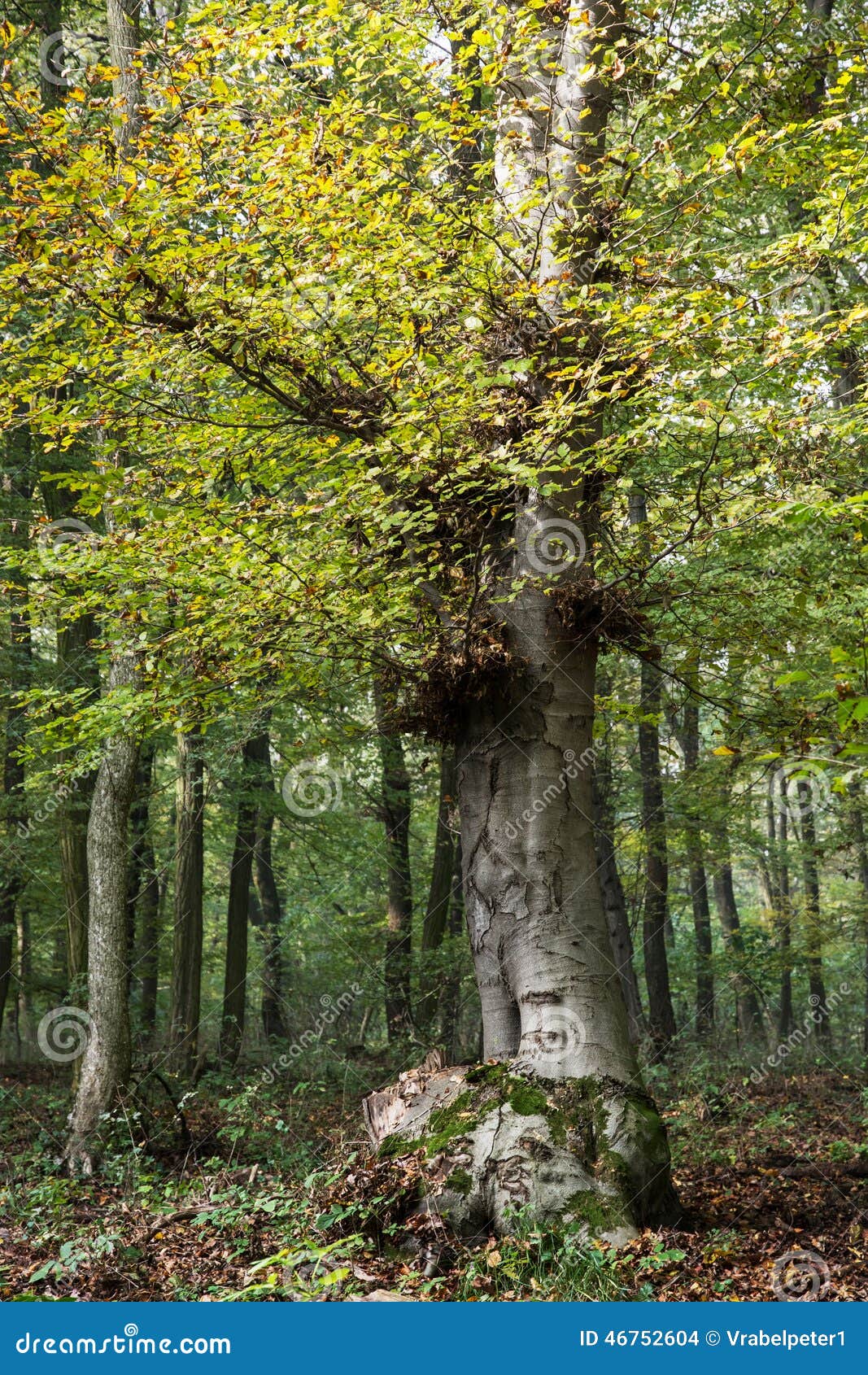 Big Deciduous Tree in a Dense Forest Stock Photo - Image of beautiful ...