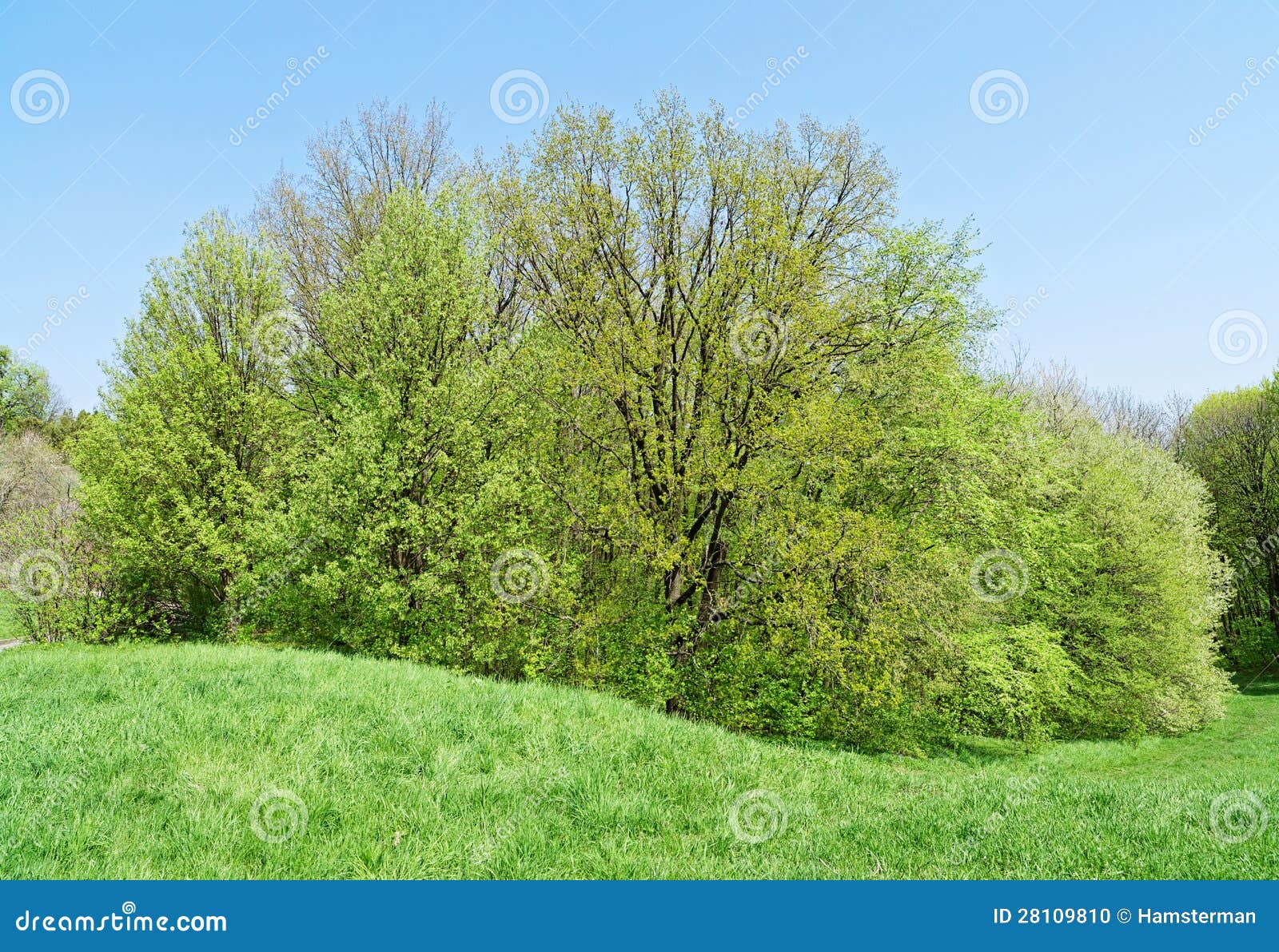 Big Deciduous Tree on Meadow Stock Photo - Image of ecology, saturated ...