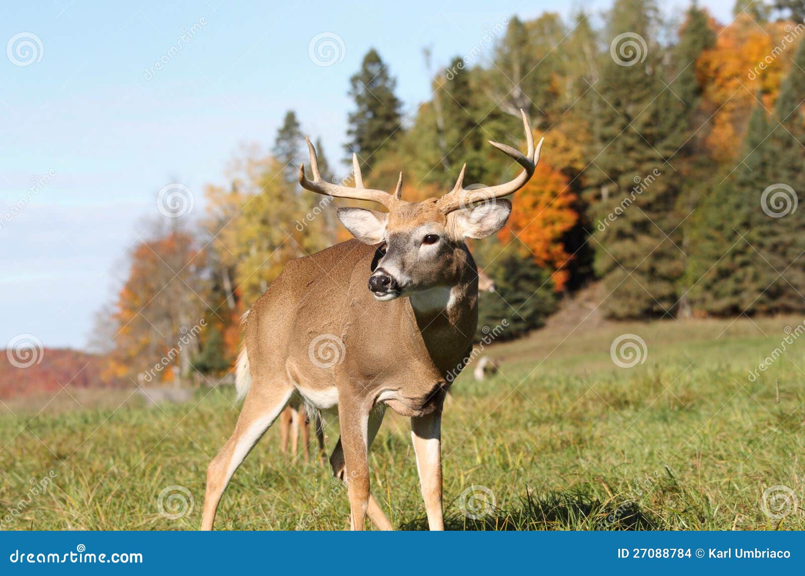 Big deer stock photo. Image of nature, mammal, field - 27088784