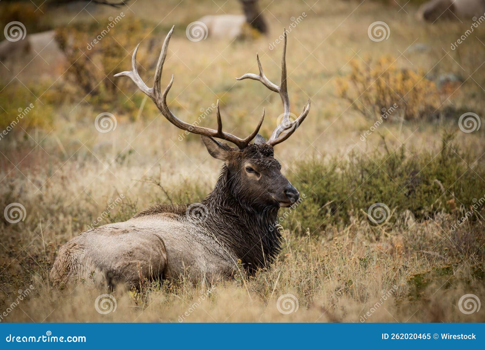 Big Deer with Long Horns Sitting on the Grass Stock Image - Image of ...