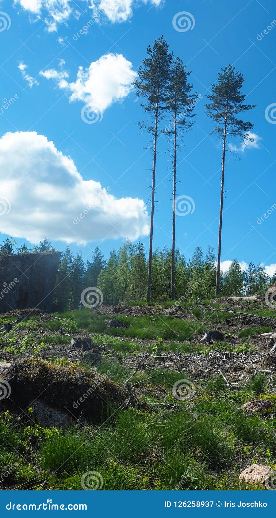 Big Deforestation in Finland Stock Image - Image of scandinavia ...