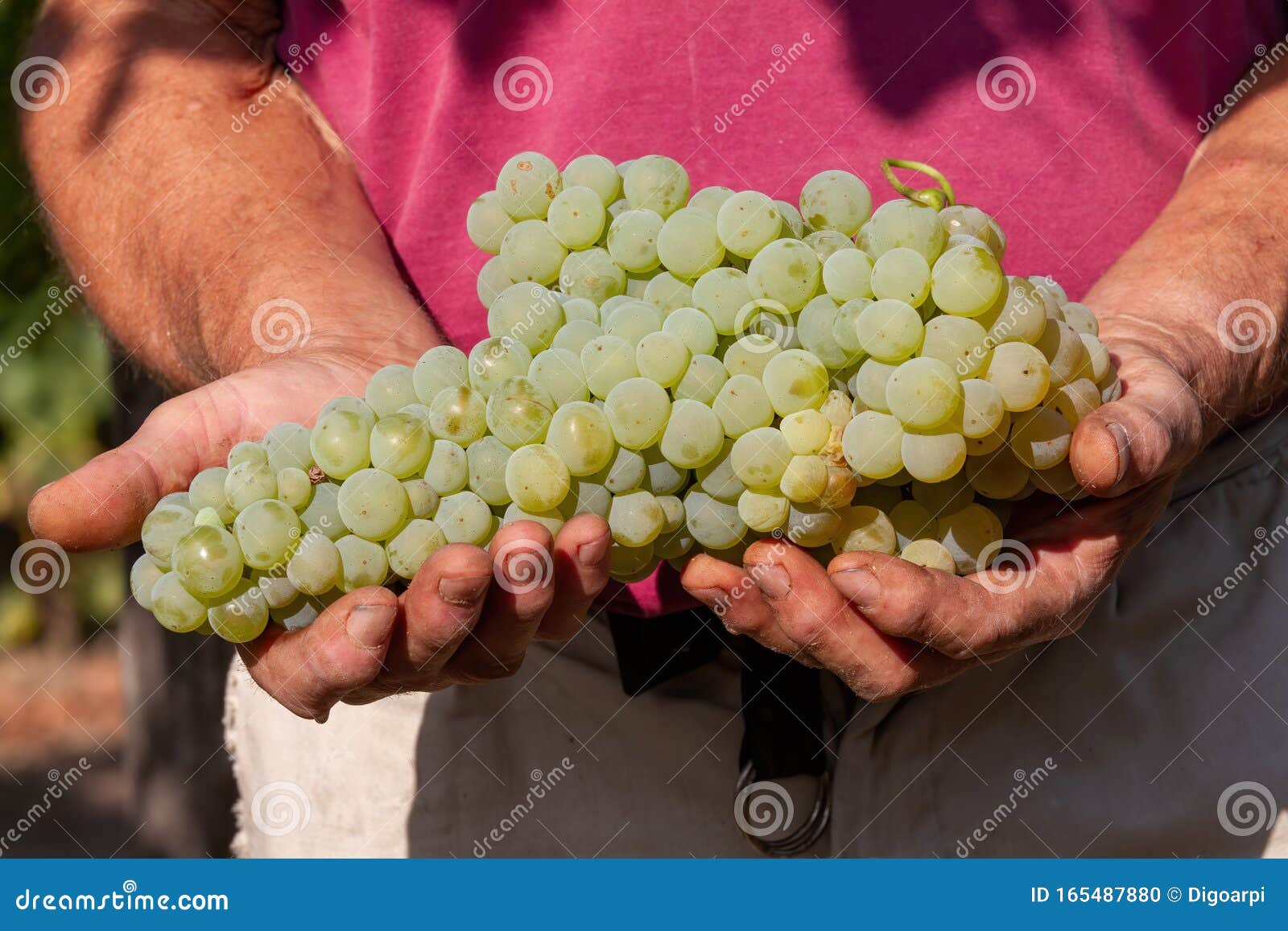 Big Delicious Grapevine on the Hands of Farmer Stock Photo - Image of ...