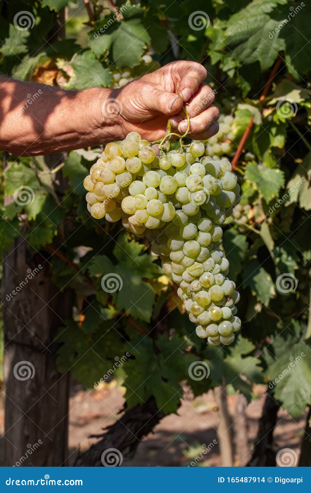 Big Delicious Grapevine on the Hands of Farmer Stock Photo - Image of ...