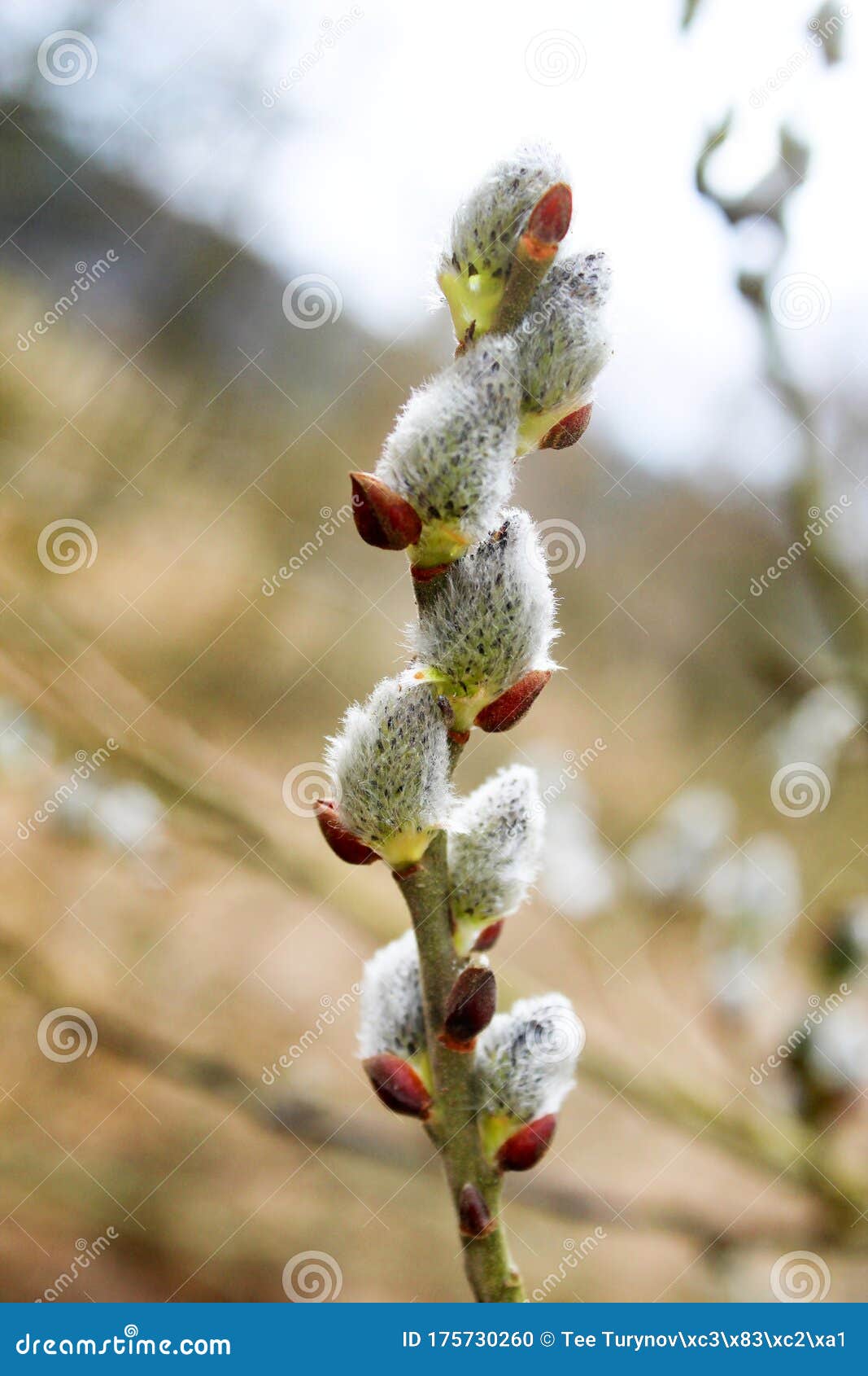 Big detail of willow cats stock photo. Image of willowtree - 175730260