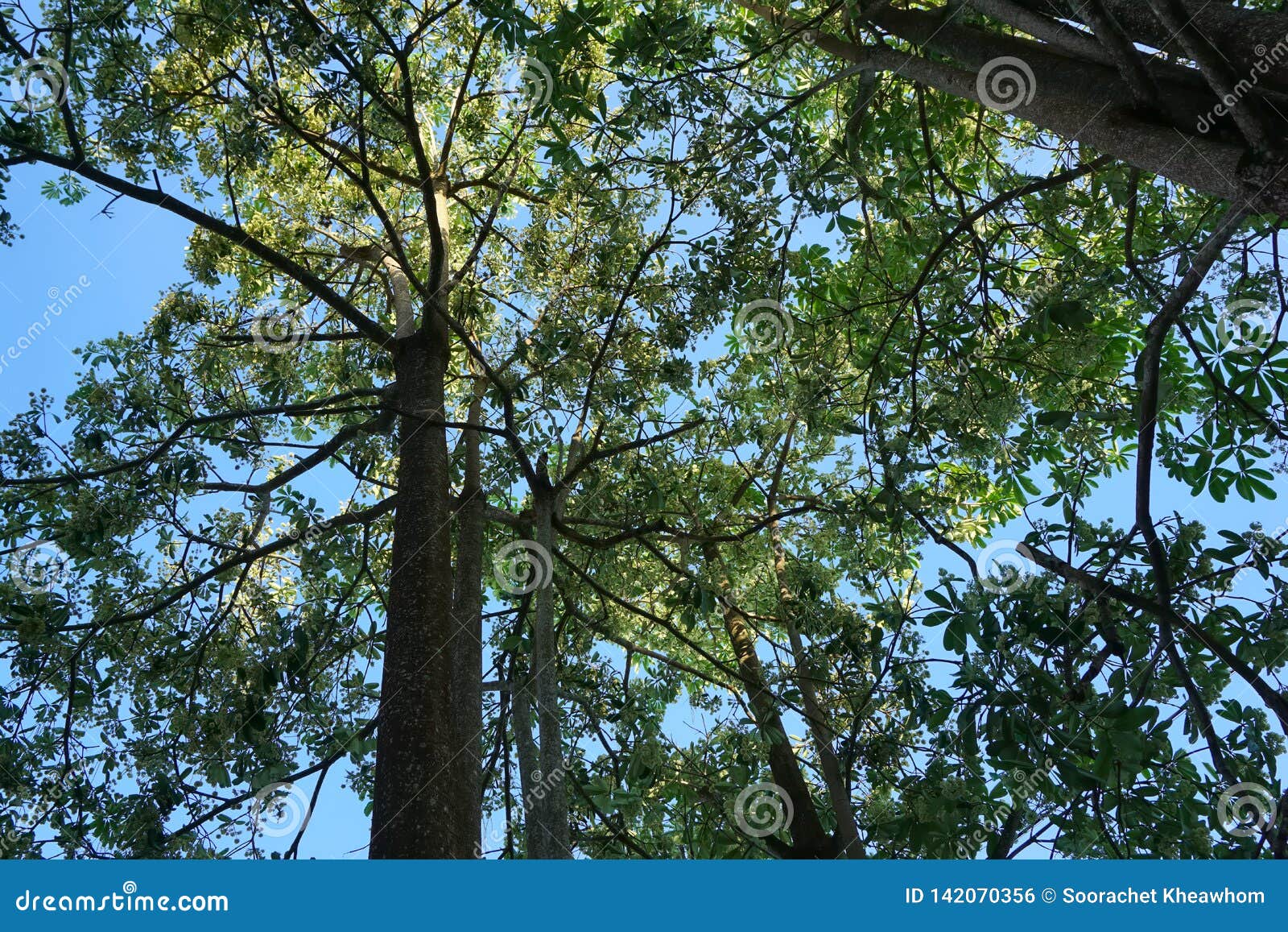 Big Devil Tree with a White Flower Bouquet . Stock Photo - Image of ...
